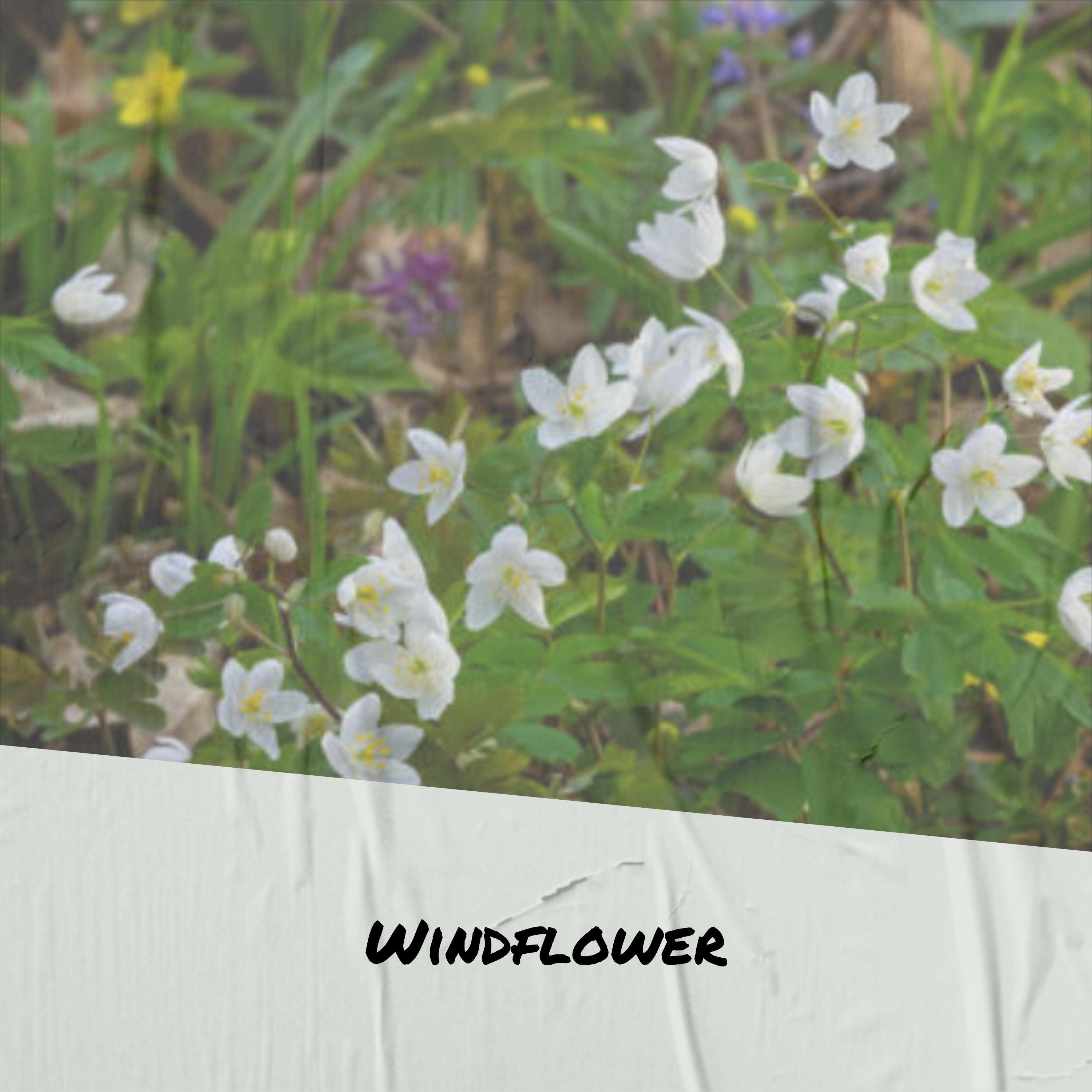 Evenings Oce - Reto Bine - 单曲 - 网易云音乐