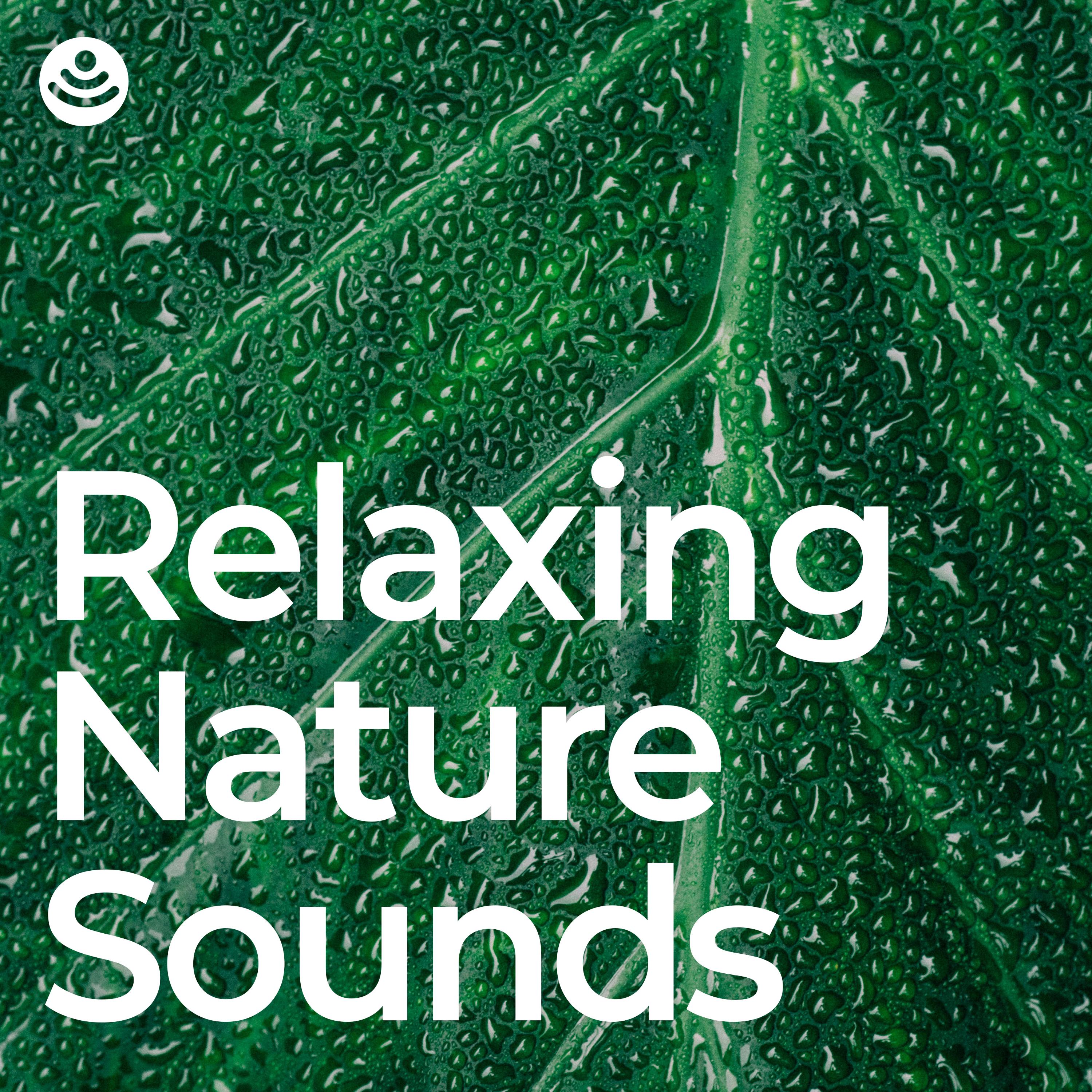 Relaxing Nature Sounds - Relaxing Nature Sounds Collection - 专辑 - 网易云音乐