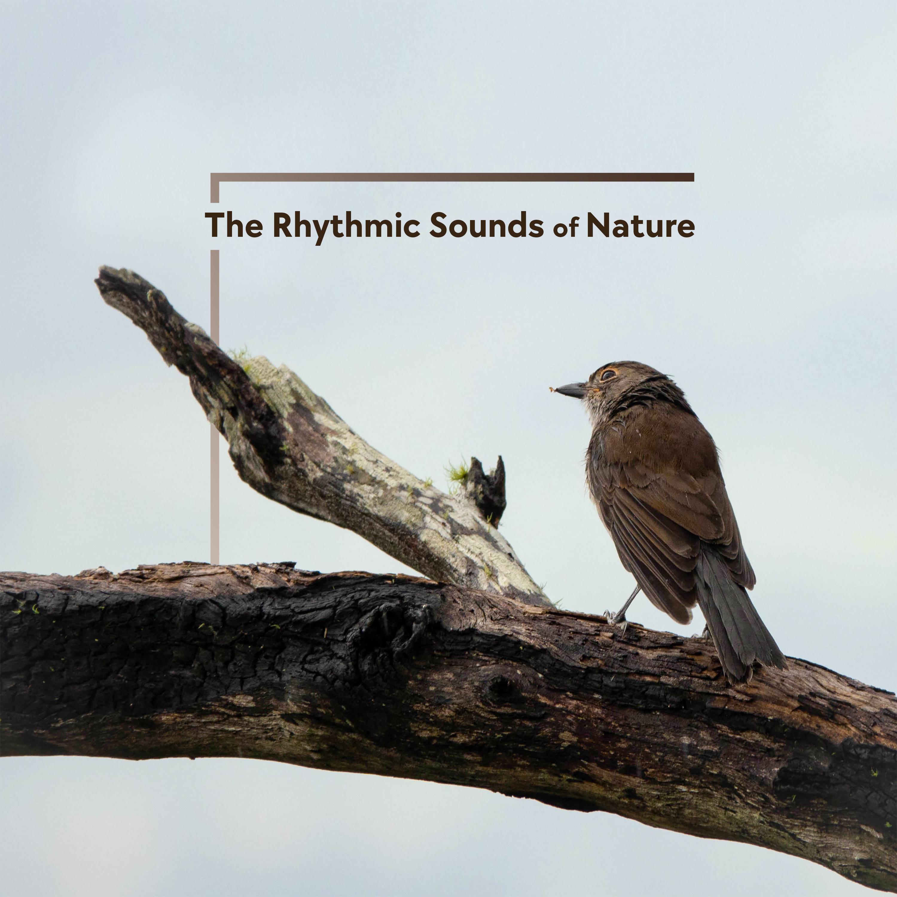 The Rhythmic Sounds of Nature - Arash Zanganeh - 专辑 - 网易云音乐