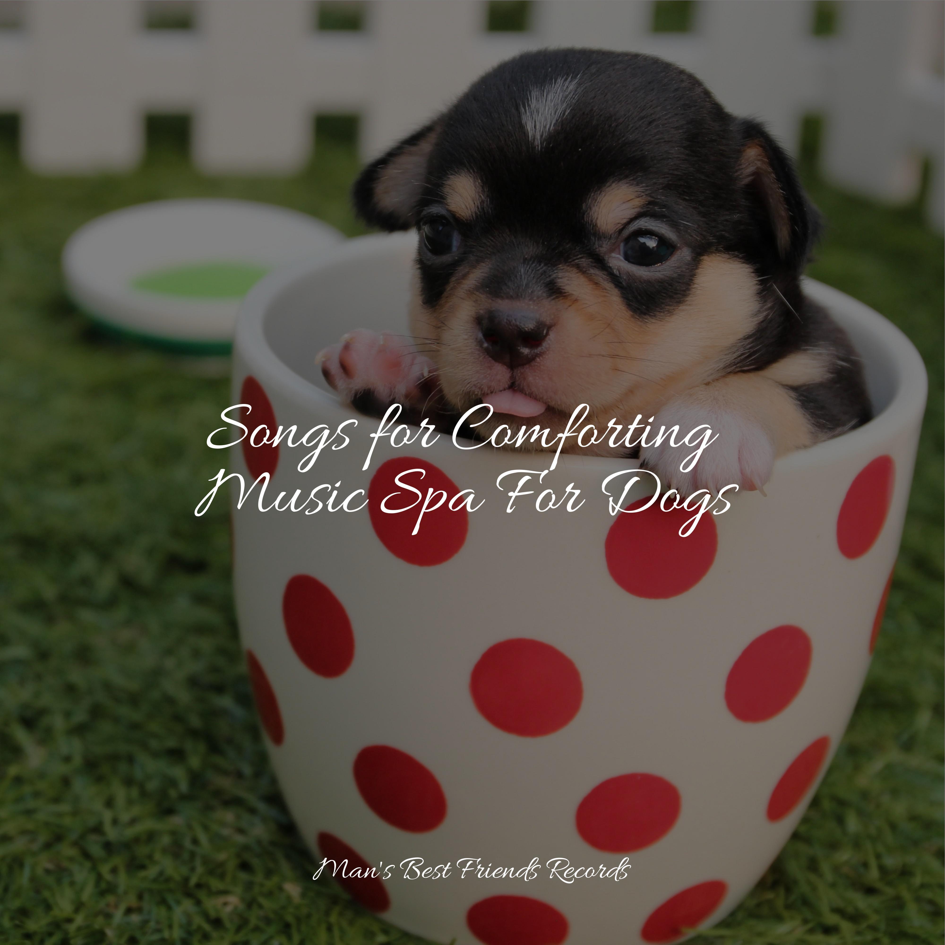 meditating-music-calm-doggy-pet-care-club-music-for-dog-s-ear