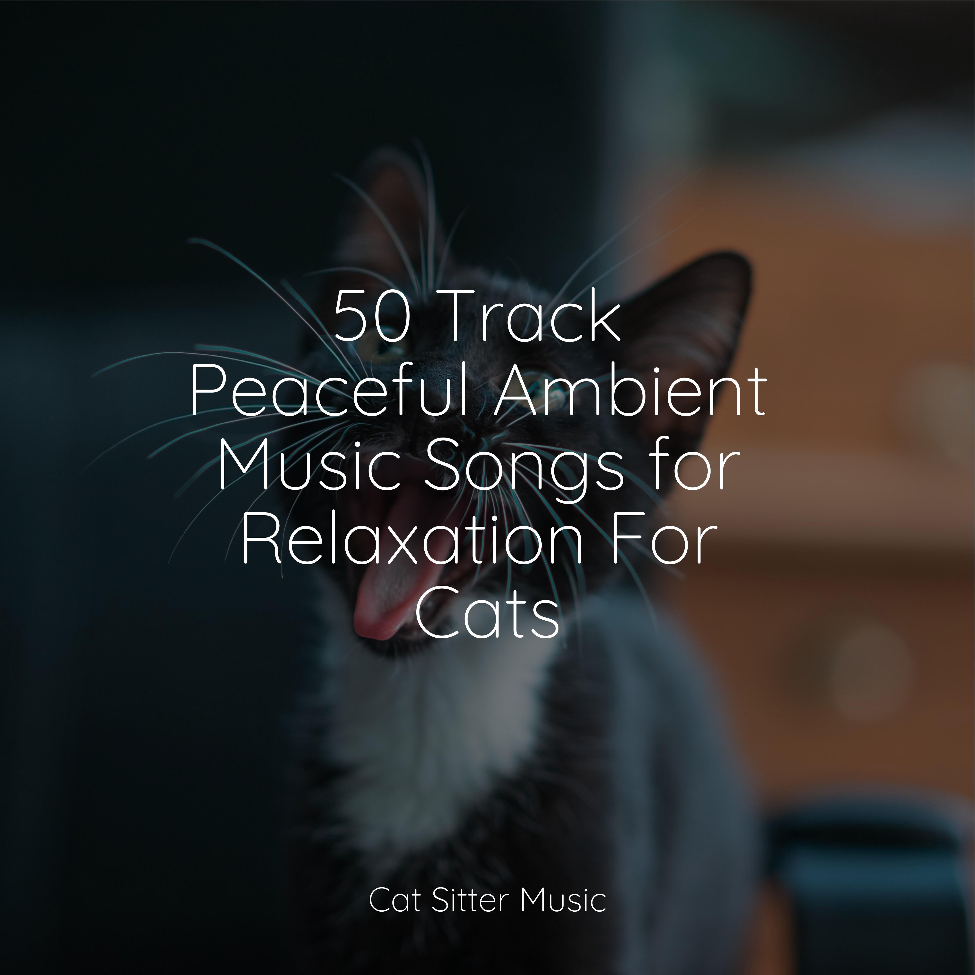 50 Track Peaceful Ambient Music Songs for Relaxation For Cats - Music for Relaxing Cats - 专辑 - 网易云音乐