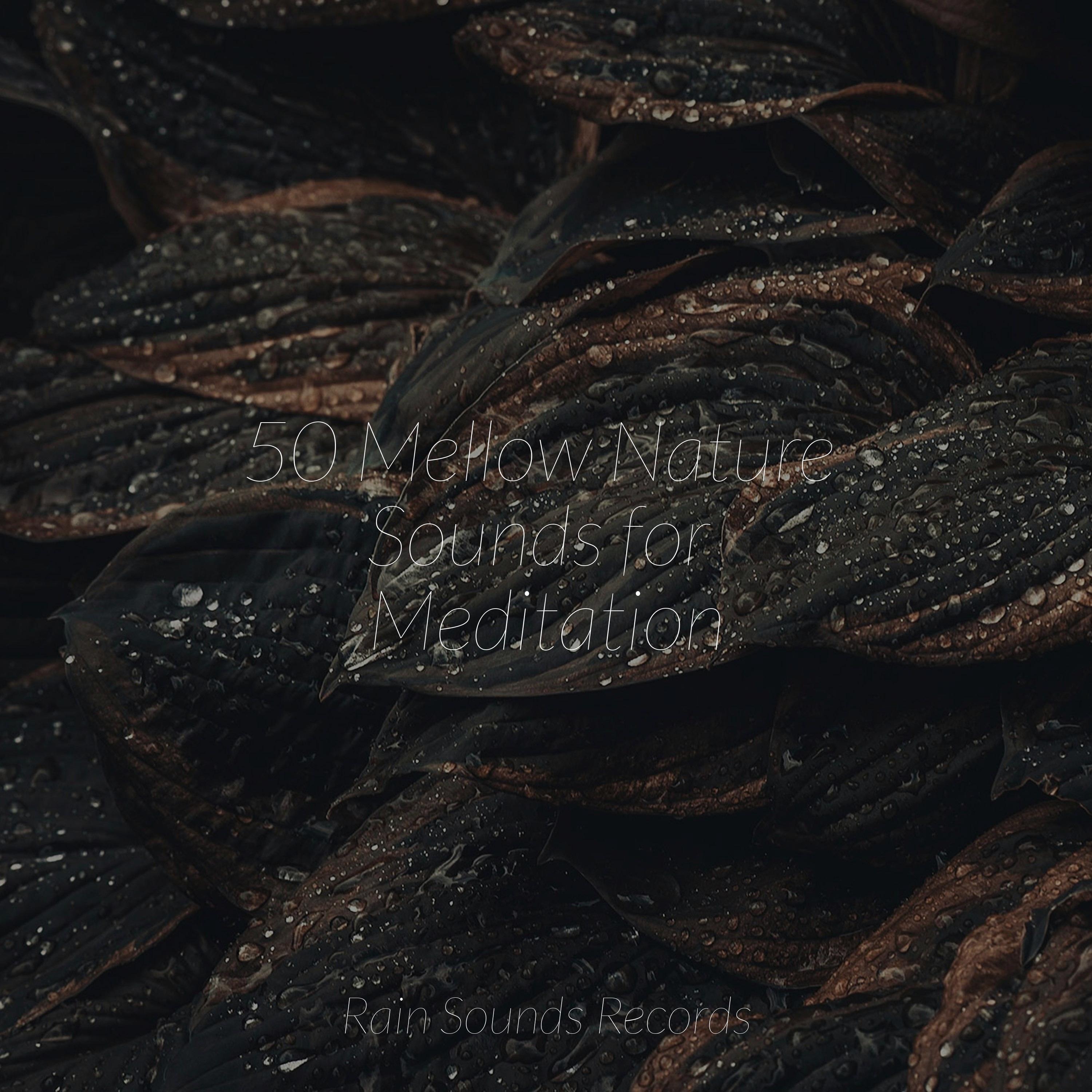 50 Mellow Nature Sounds for Meditation - Sonidos De Truenos y Lluvia - 专辑 - 网易云音乐