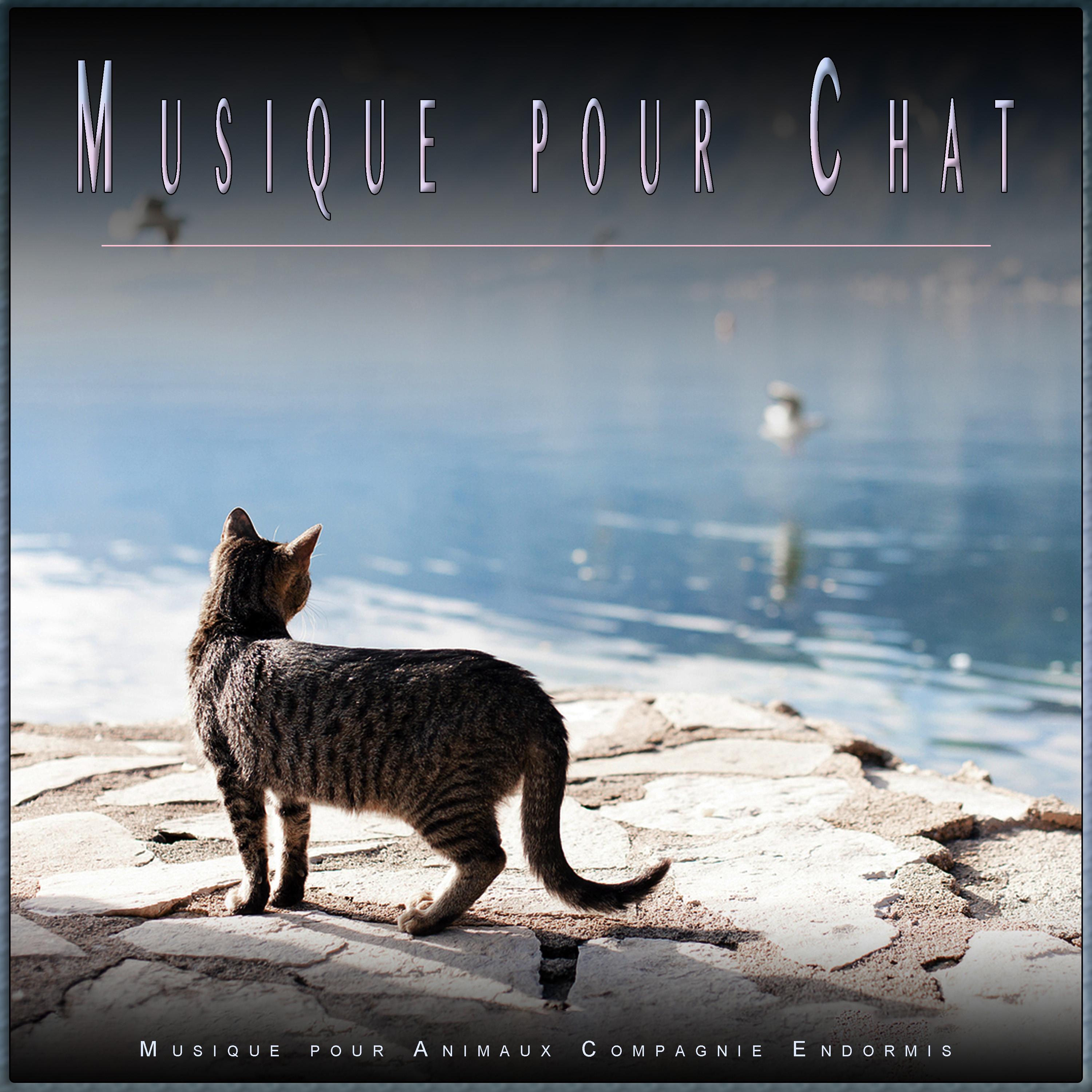 Musique pour Animaux Compagnie Endormis - Expérience Musicale du Chat ...