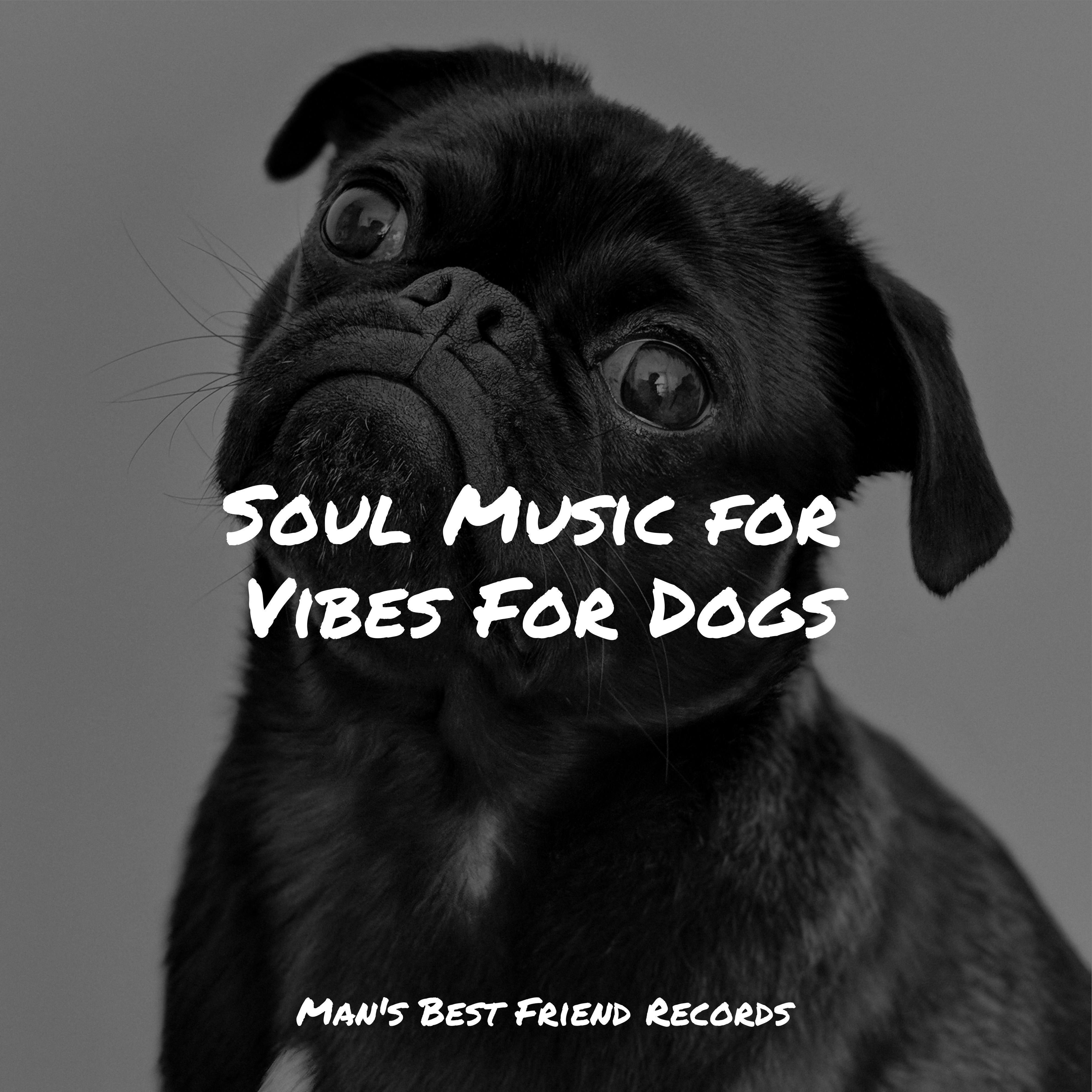 Soul Music for Vibes For Dogs - Music For Dogs Peace - 专辑 - 网易云音乐