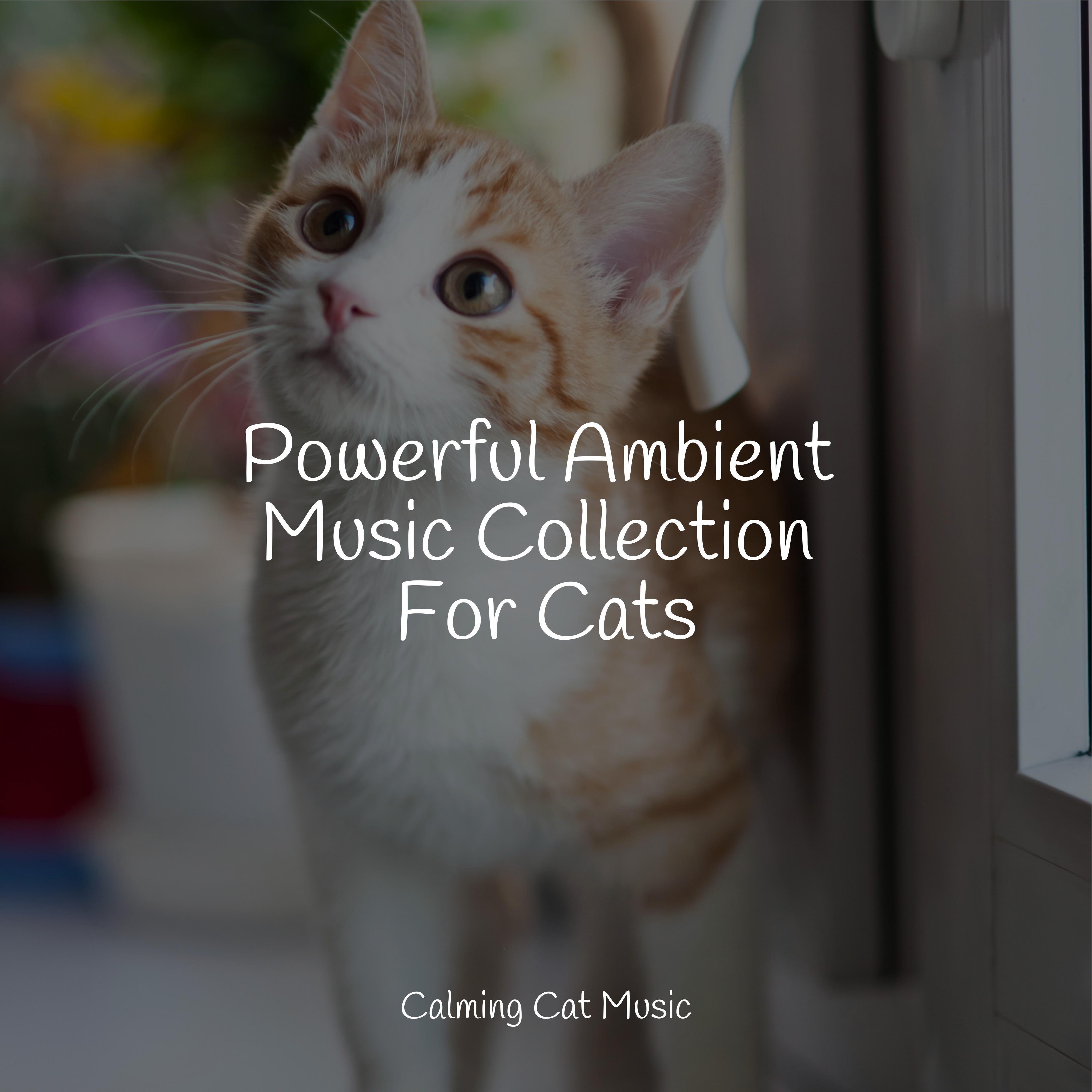 Powerful Ambient Music Collection For Cats - Cat Music Therapy - 专辑 - 网易云音乐