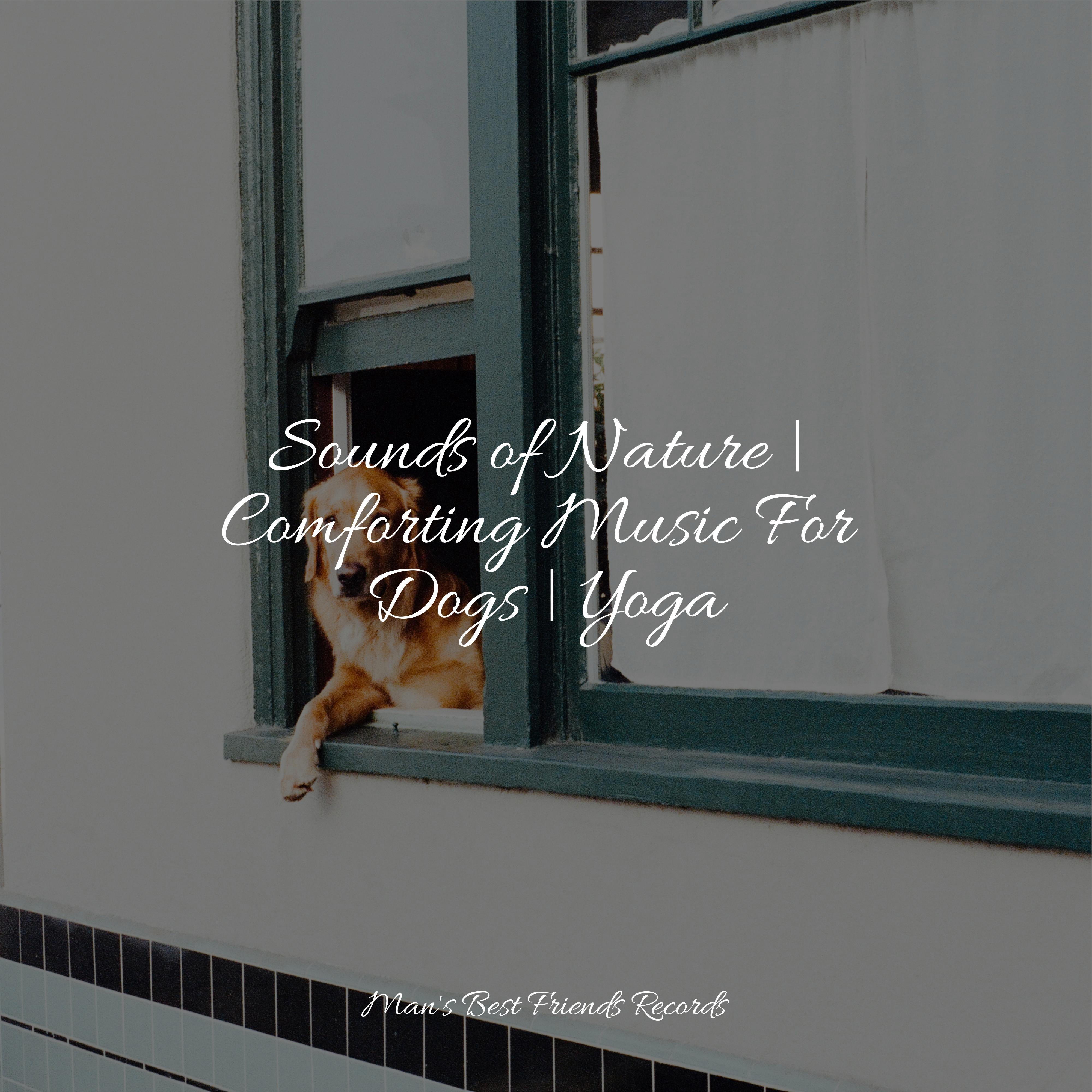 Meditating Music - Pet Care Music Therapy/Dog Music Club/Calming Music ...