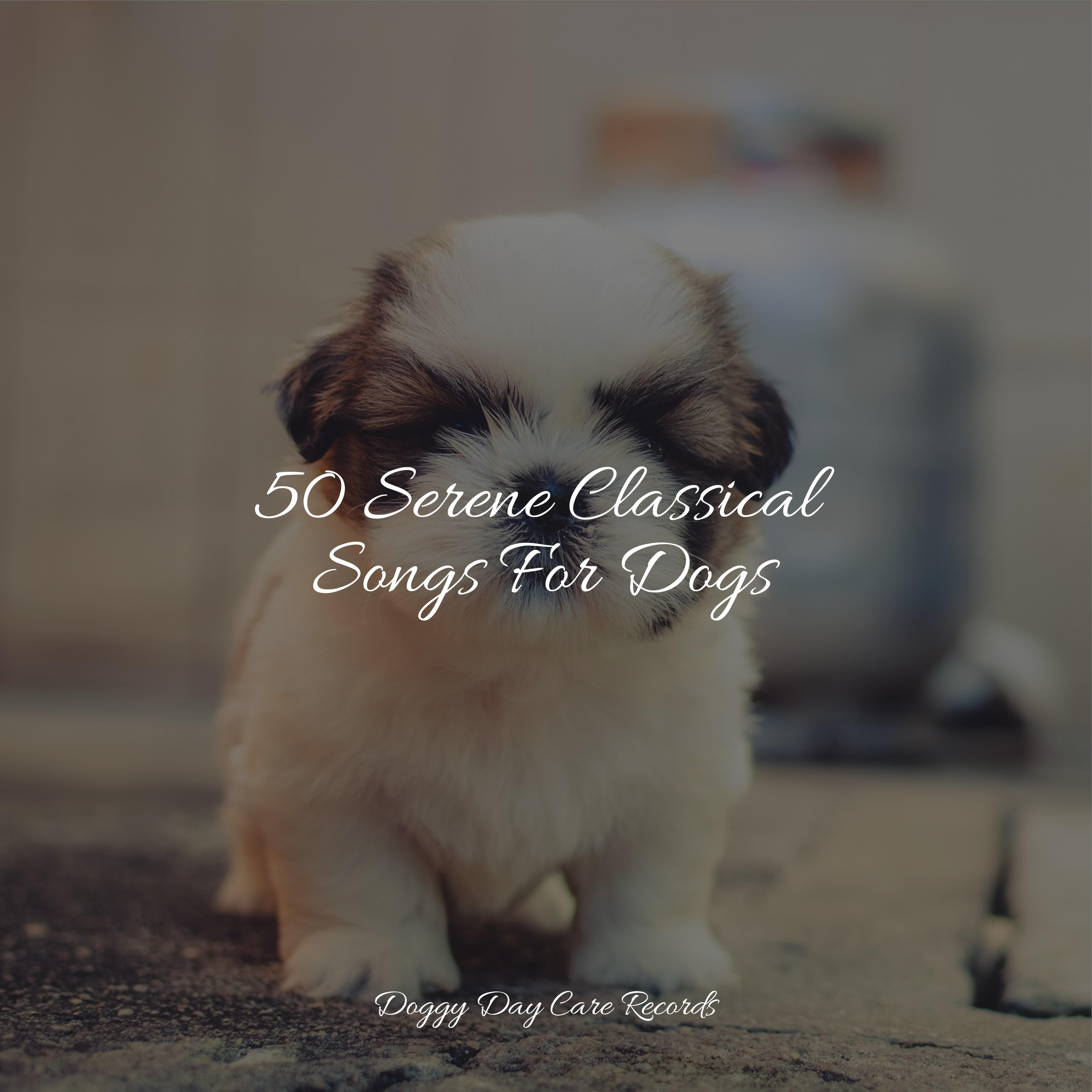 50 Serene Classical Songs For Dogs - Jazz Music Therapy for Dogs - 专辑 ...