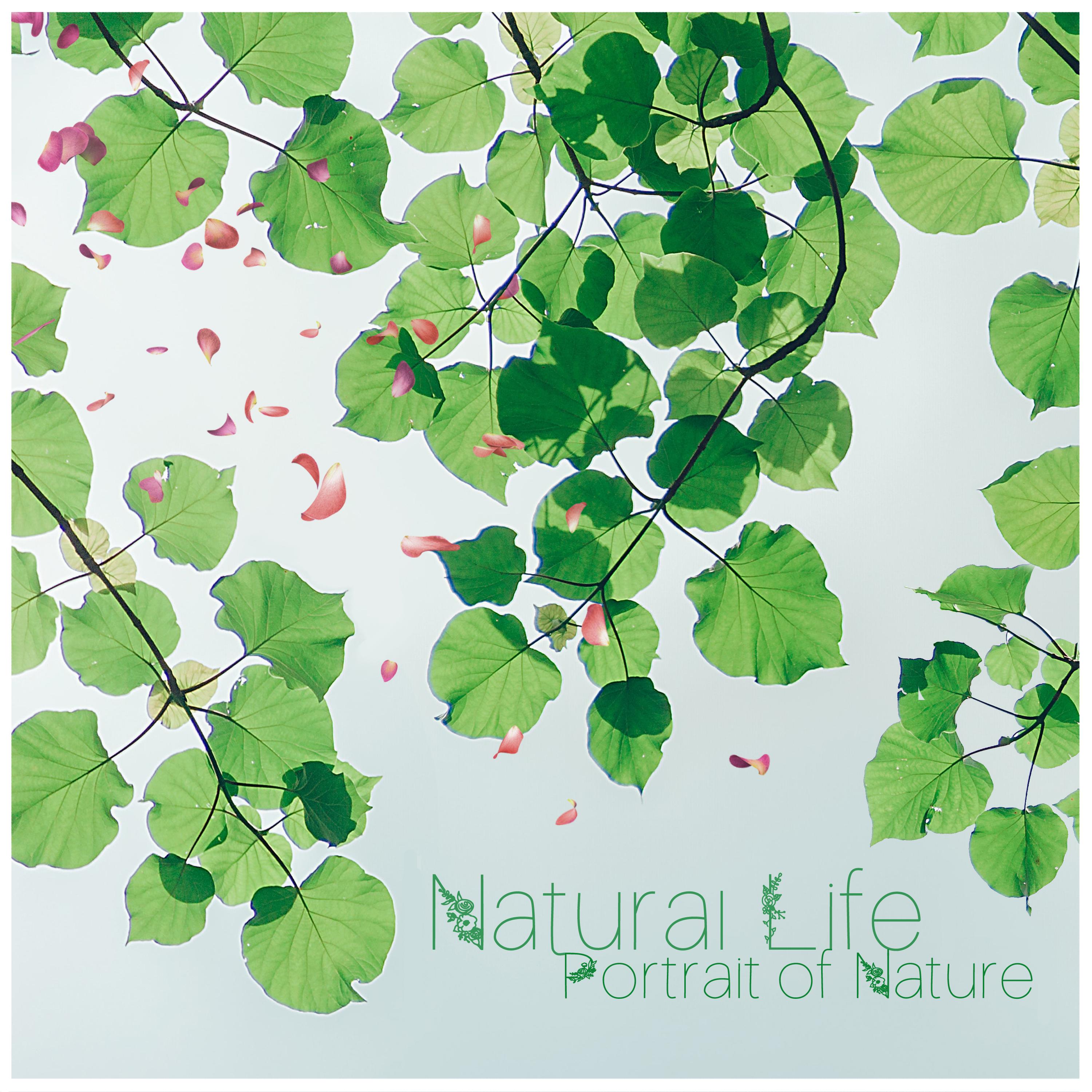 Natural Life - Portrait of Nature - 专辑 - 网易云音乐