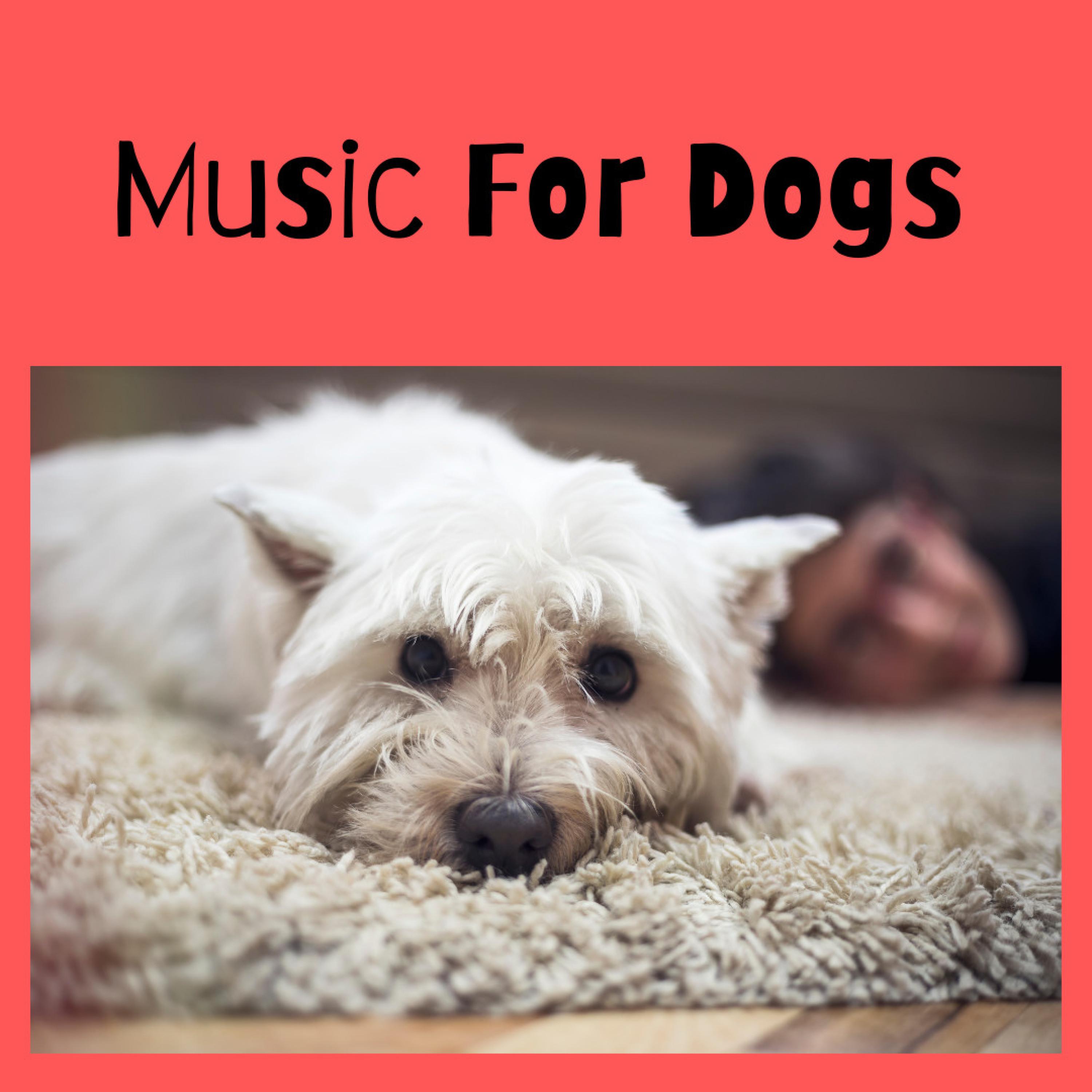 Music For Dogs - Music For Dogs - 专辑 - 网易云音乐