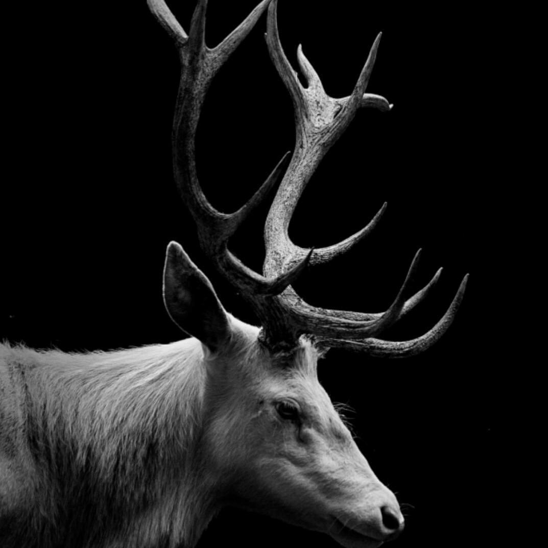 gucj hursen busgui - Mongolia Good Music - 电台节目 - 网易云音乐