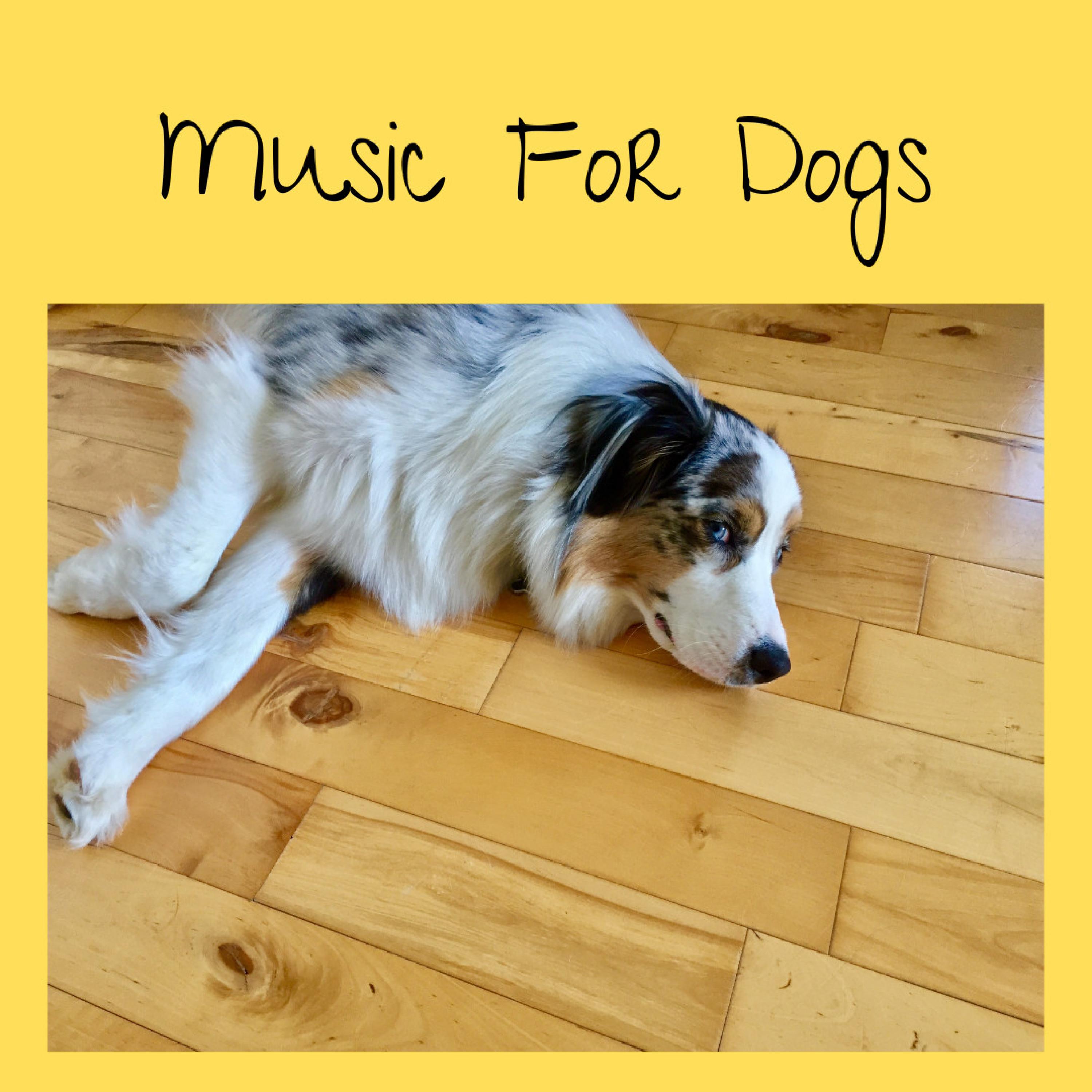 Music For Dogs - Music For Dogs - 专辑 - 网易云音乐