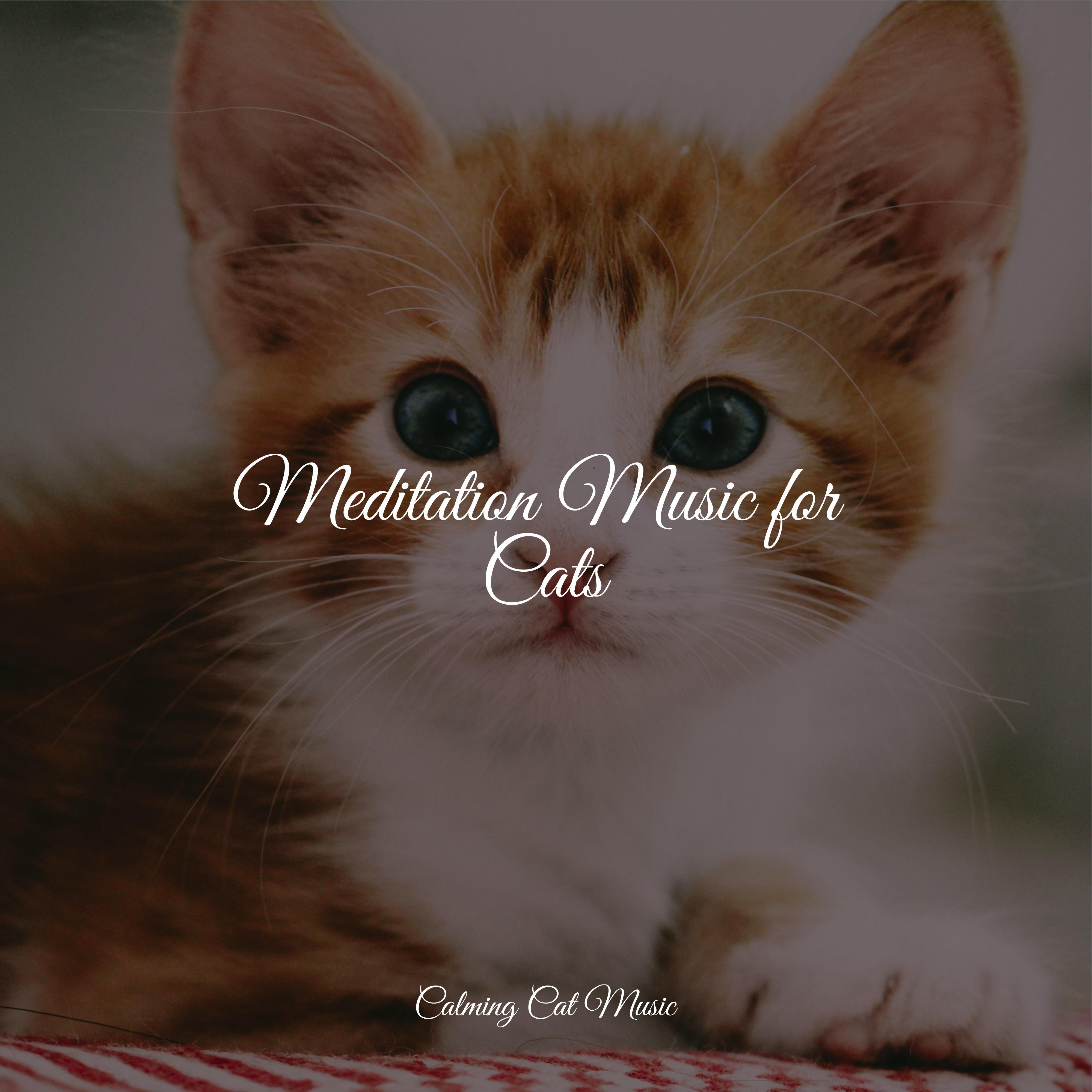 Ocean Air - Jazz Music Therapy for Cats/Music for Cats Project/Cat ...