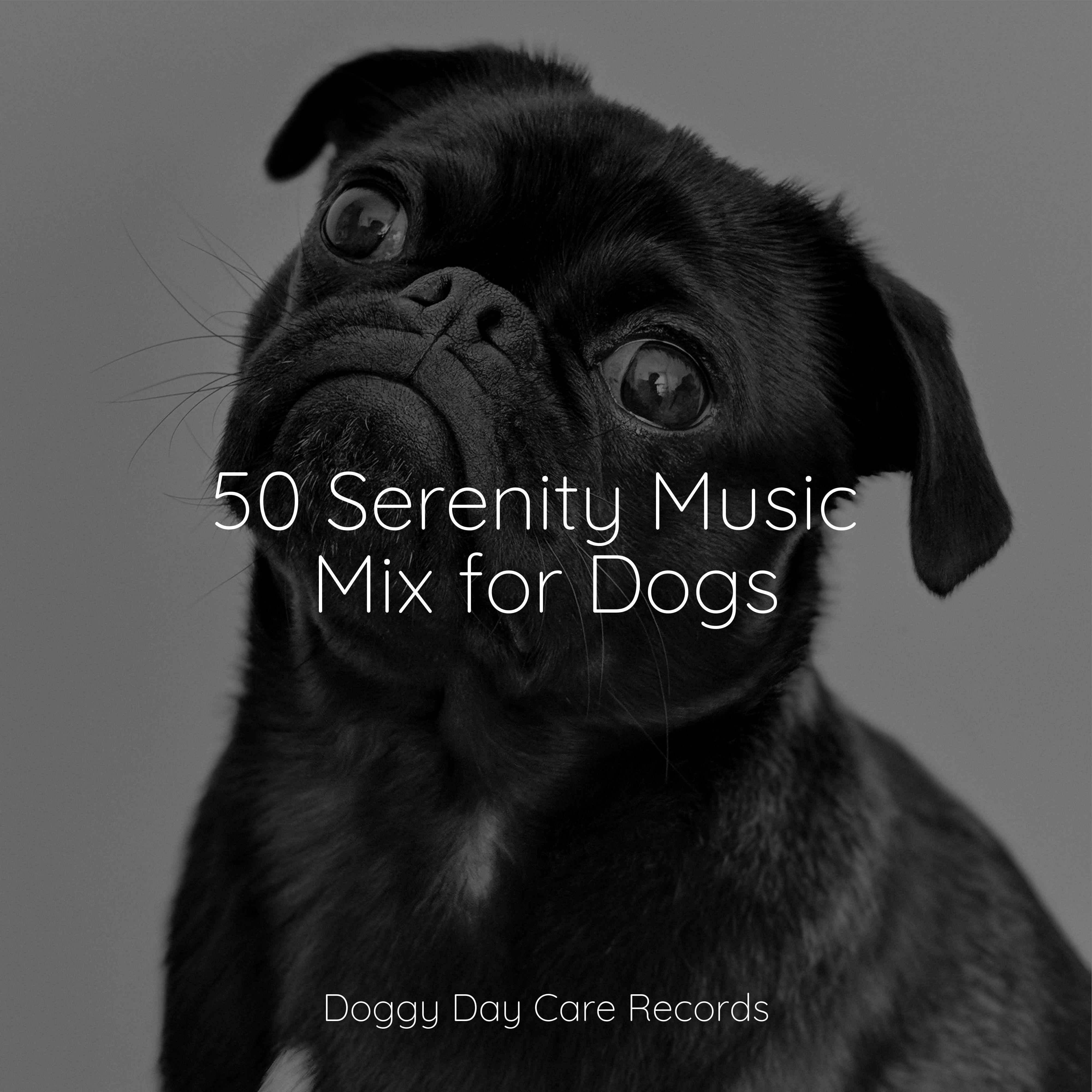 Chill Before Snoozing - Music For Dogs/Sleeping Music For Dogs/Music ...