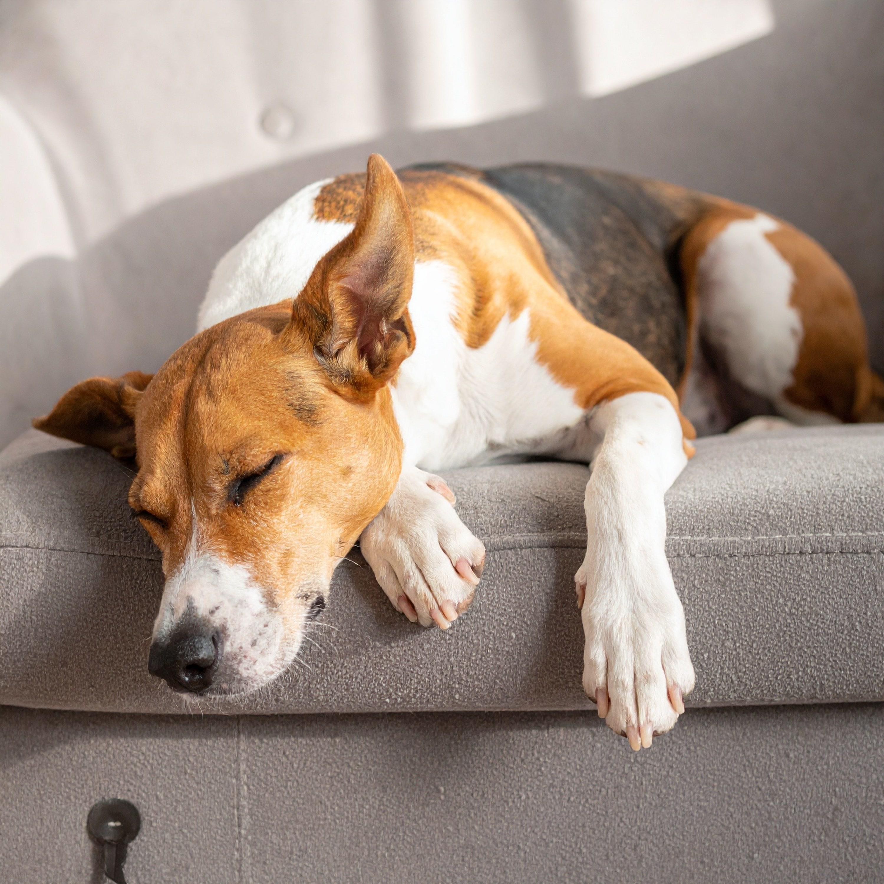 Ambiente De Sueño Para Perros - Los chicos de la música del perro ...