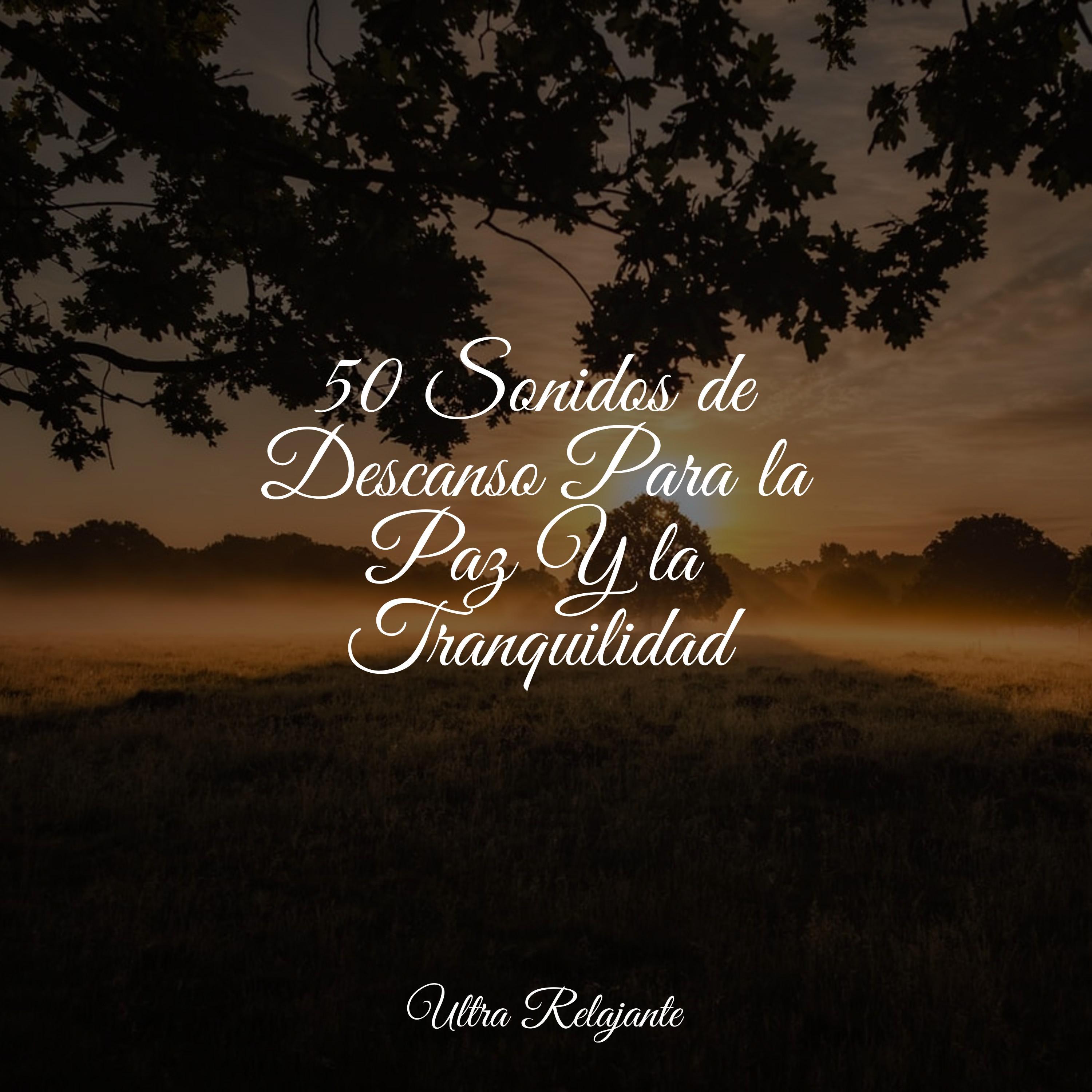 Flores Floreciendo - Dormir Mucho/Piano Suave Relajante/Musica Para ...