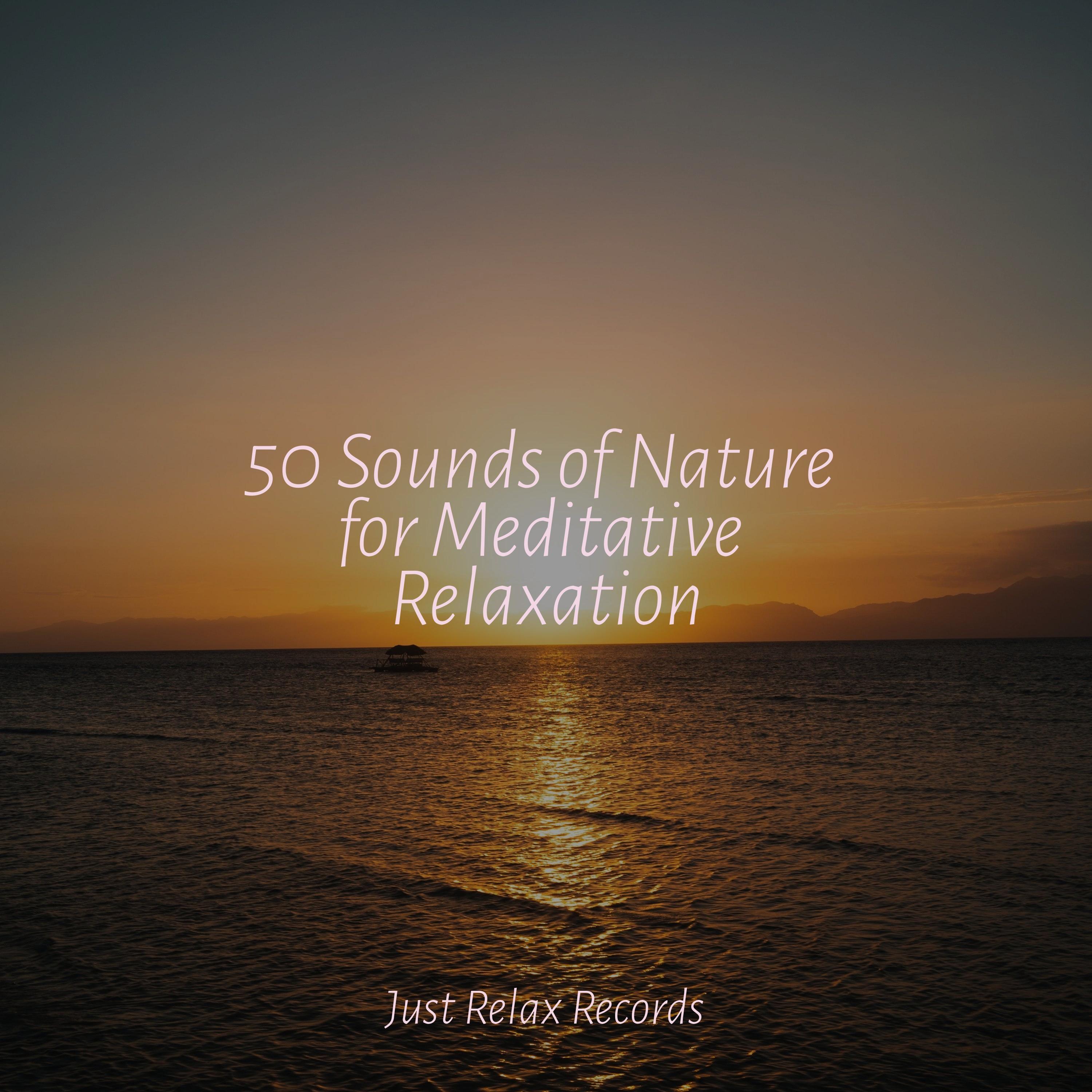 Silent Specters' Lament - Natural Sounds/Calming Sounds/Sonido Del ...