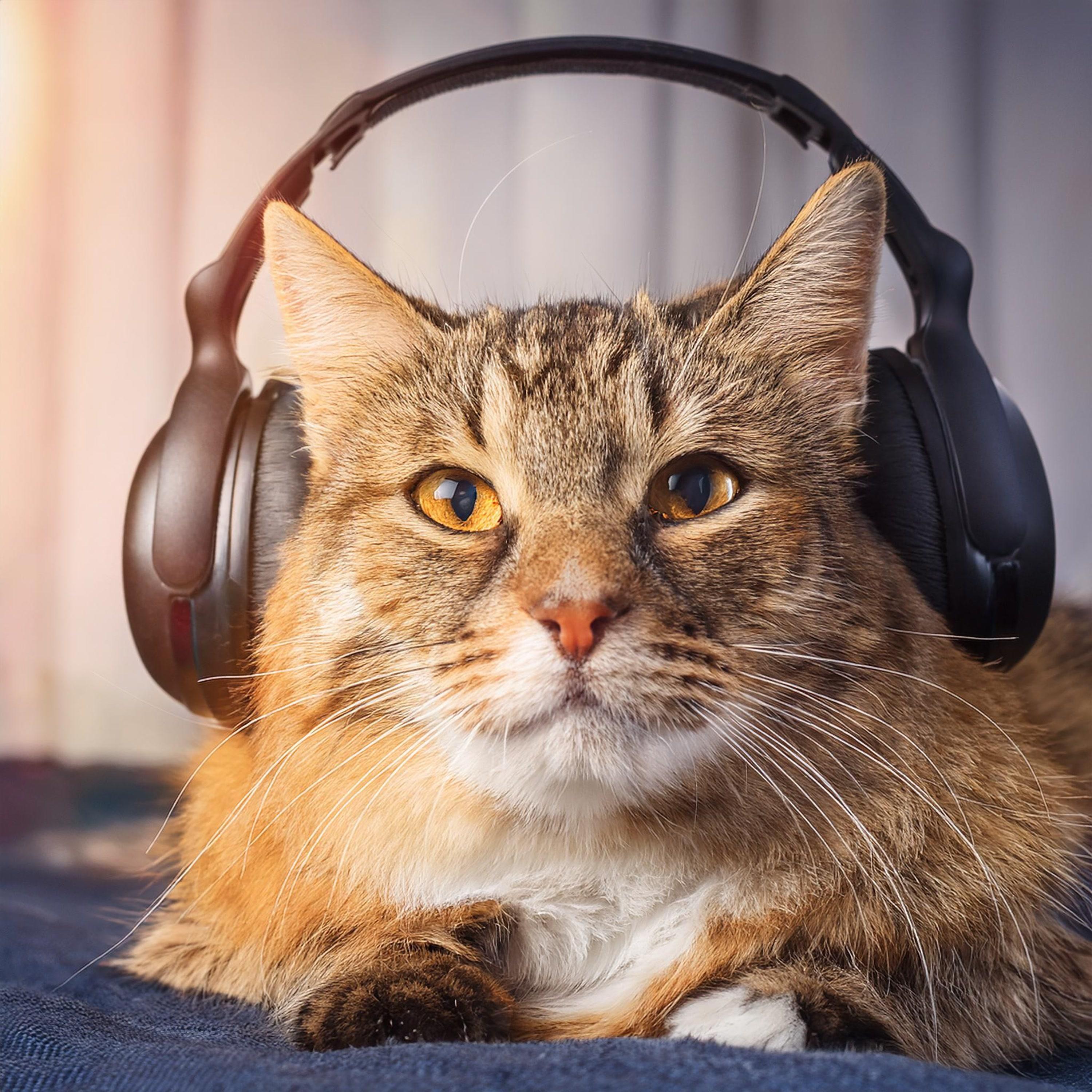 Serene Feline Sounds - Quiet Music/Quiet Cat Music/Music For Cats - 单曲 ...