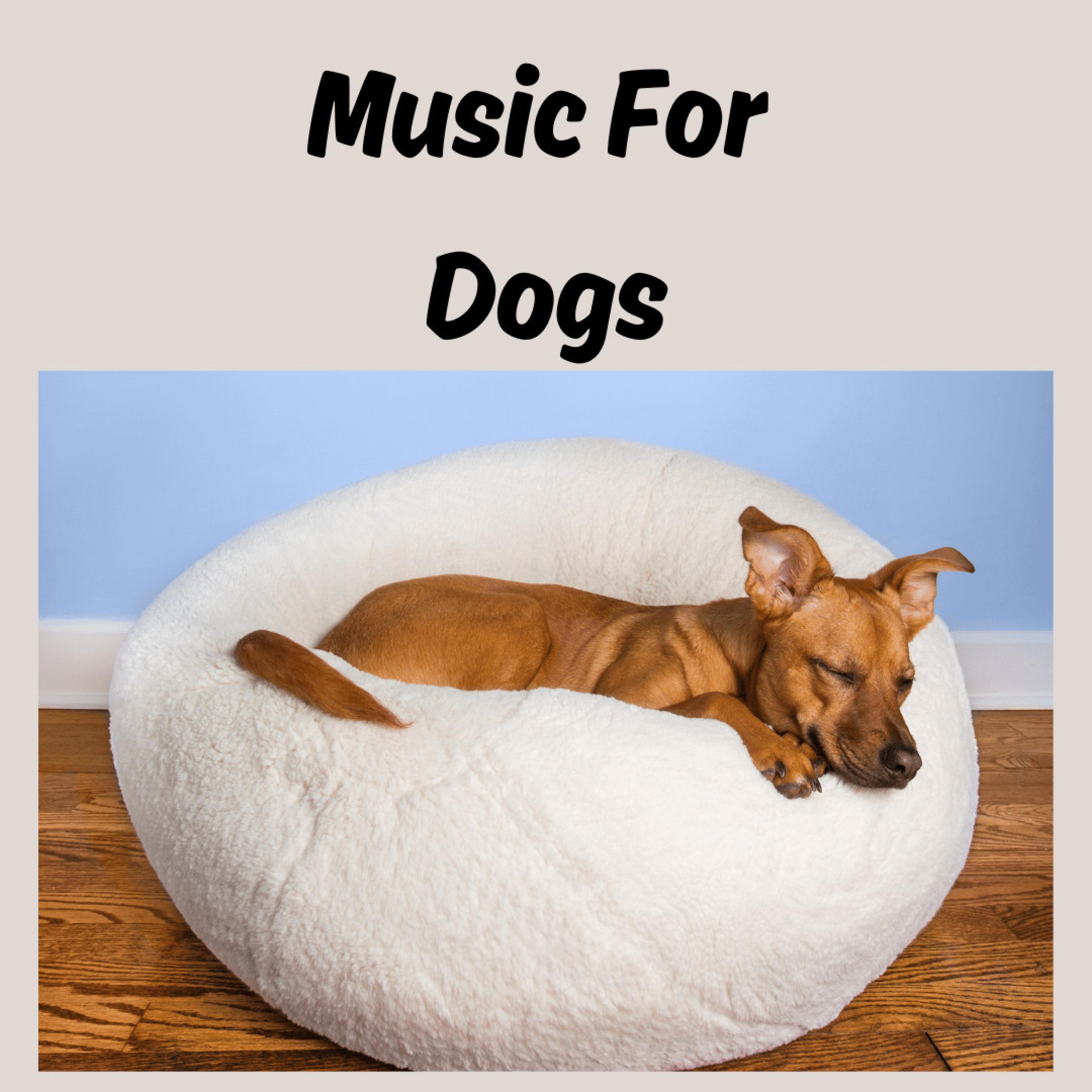 Music For Dogs - Music For Dogs - 专辑 - 网易云音乐