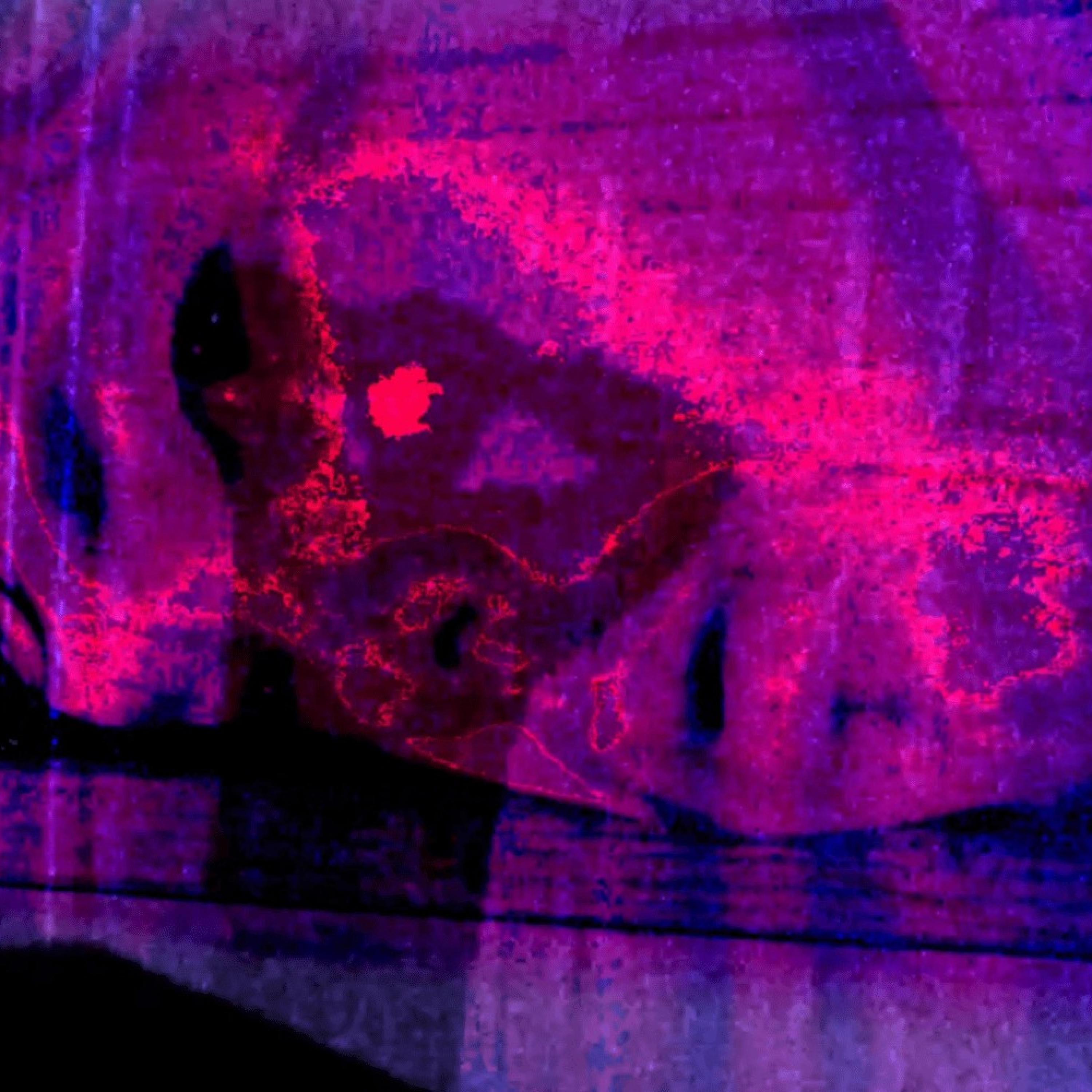 shoelace - Aberrant - 单曲 - 网易云音乐