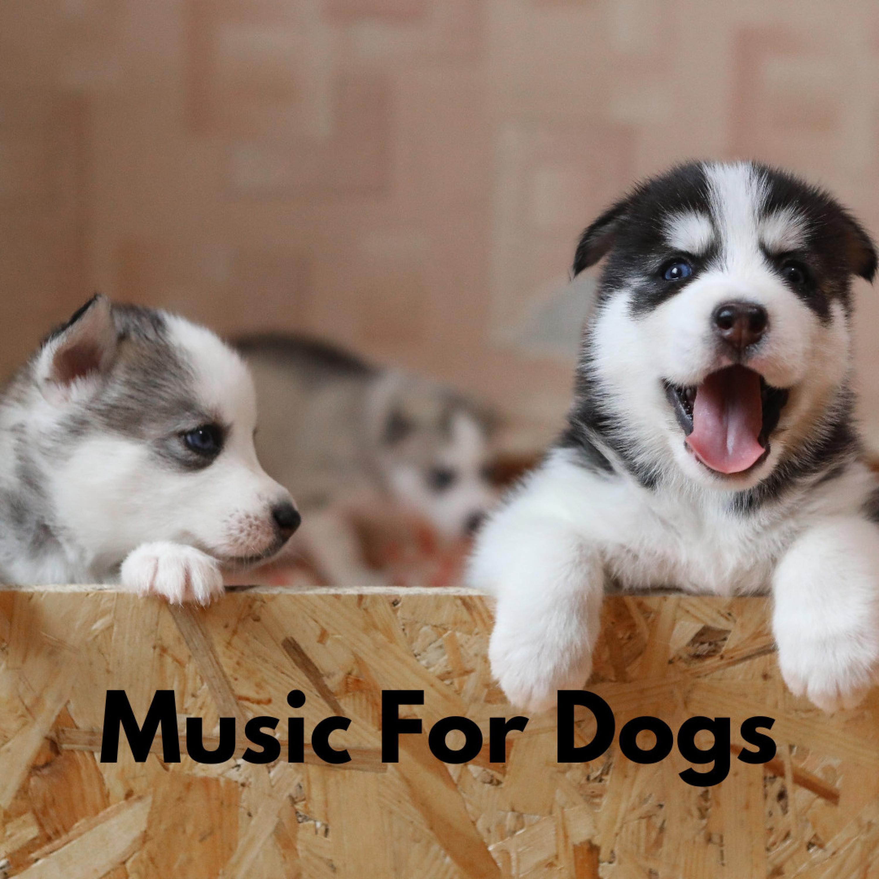 Dozing Off - Music For Dogs/Music For Dogs Peace/Relaxing Puppy Music ...