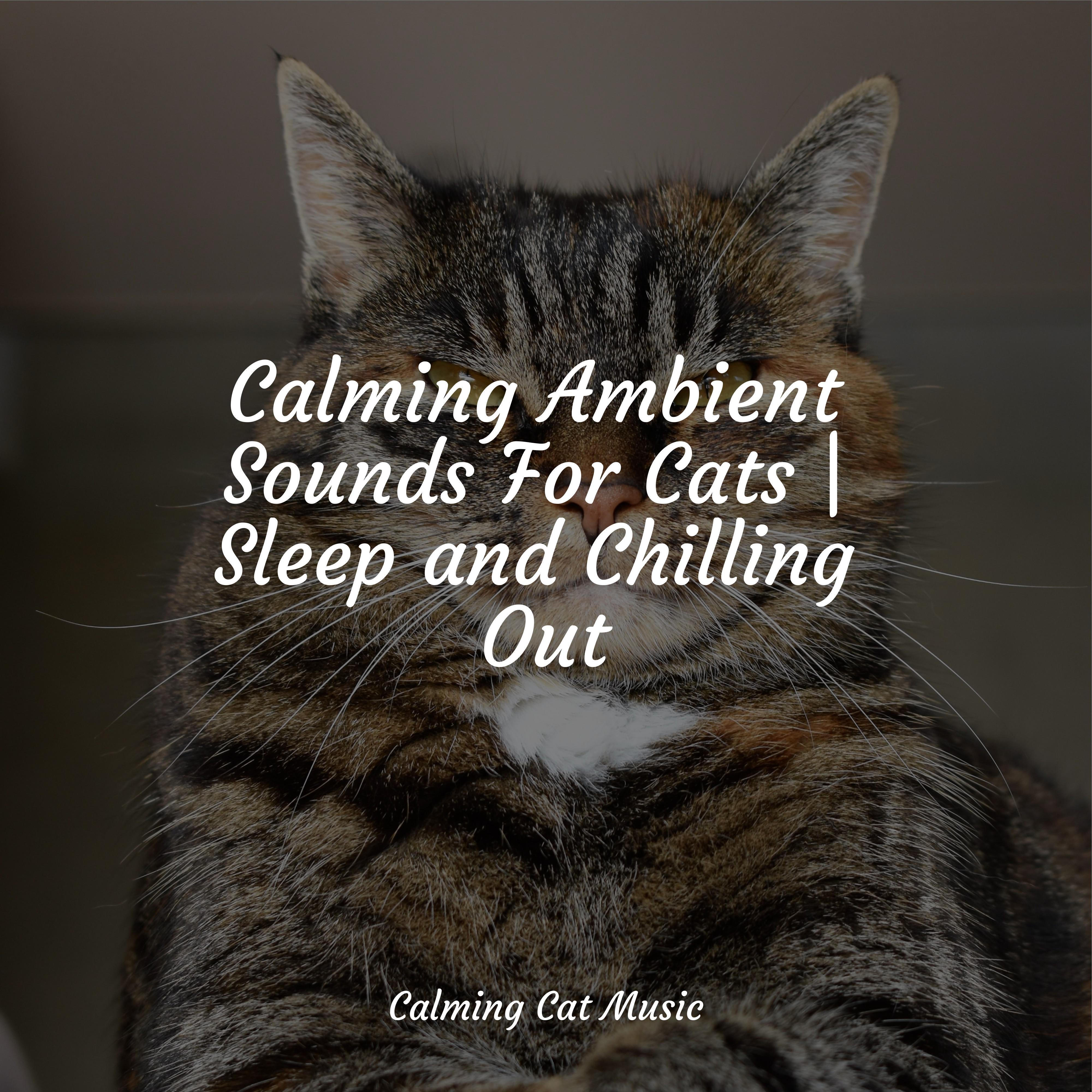 Calming Ambient Sounds For Cats | Sleep and Chilling Out - Jazz Music ...