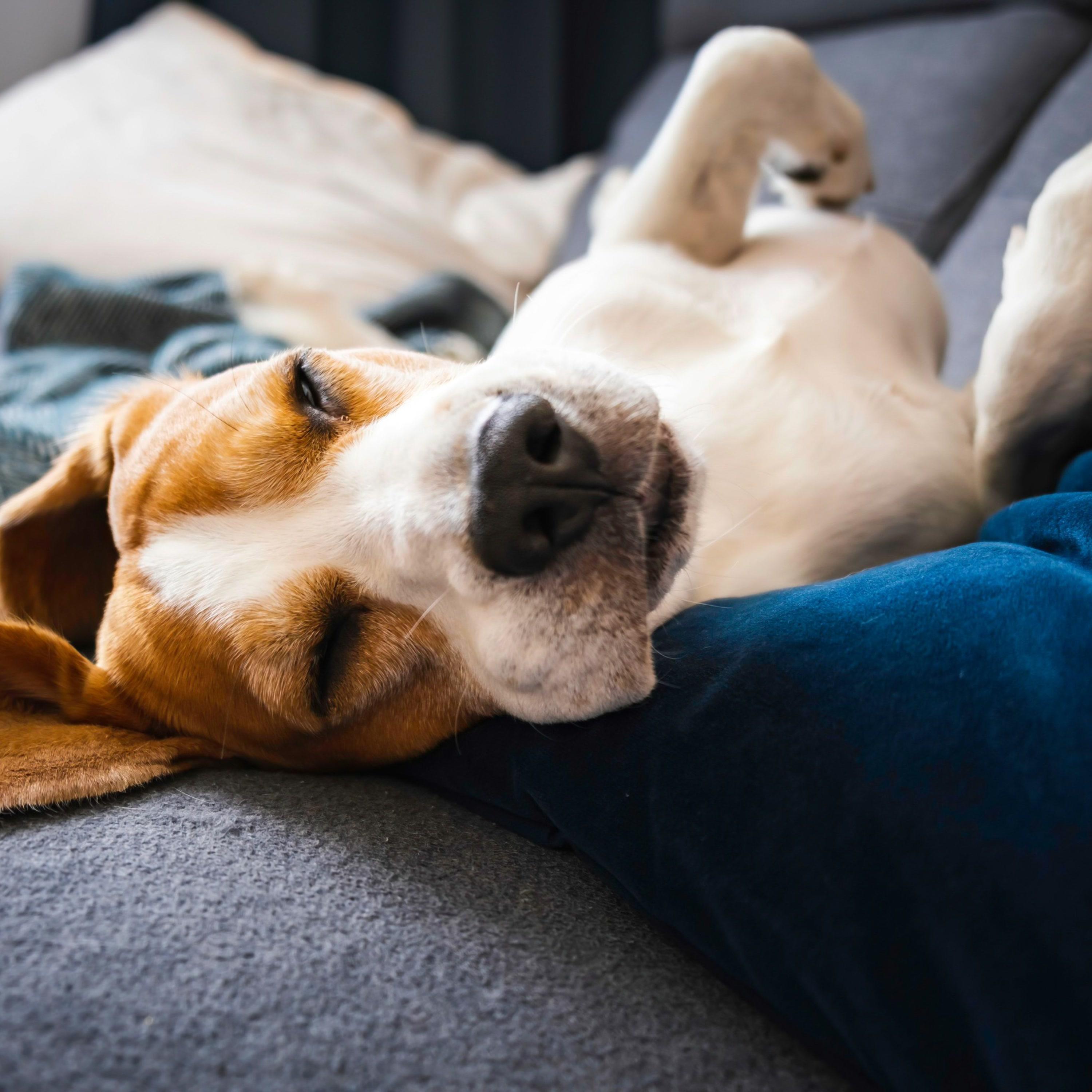 Notes Play Underneath Calm Whispers - Classic Guitar Jazz/Dog Calming ...