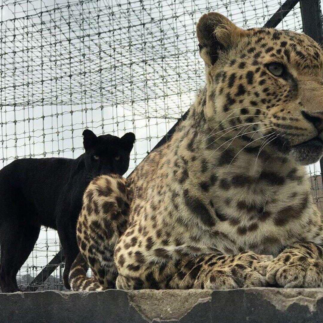 DFHFH - 青龍_潮音社 Music - 电台节目 - 网易云音乐