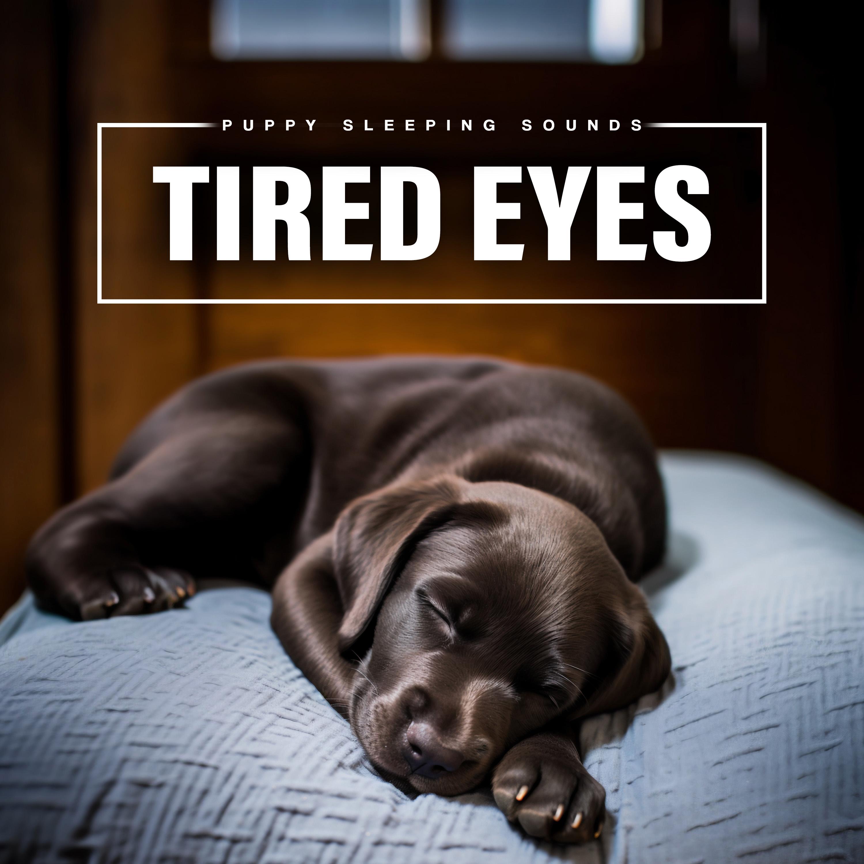 Square Happy - Puppy Sleeping Sounds - 单曲 - 网易云音乐