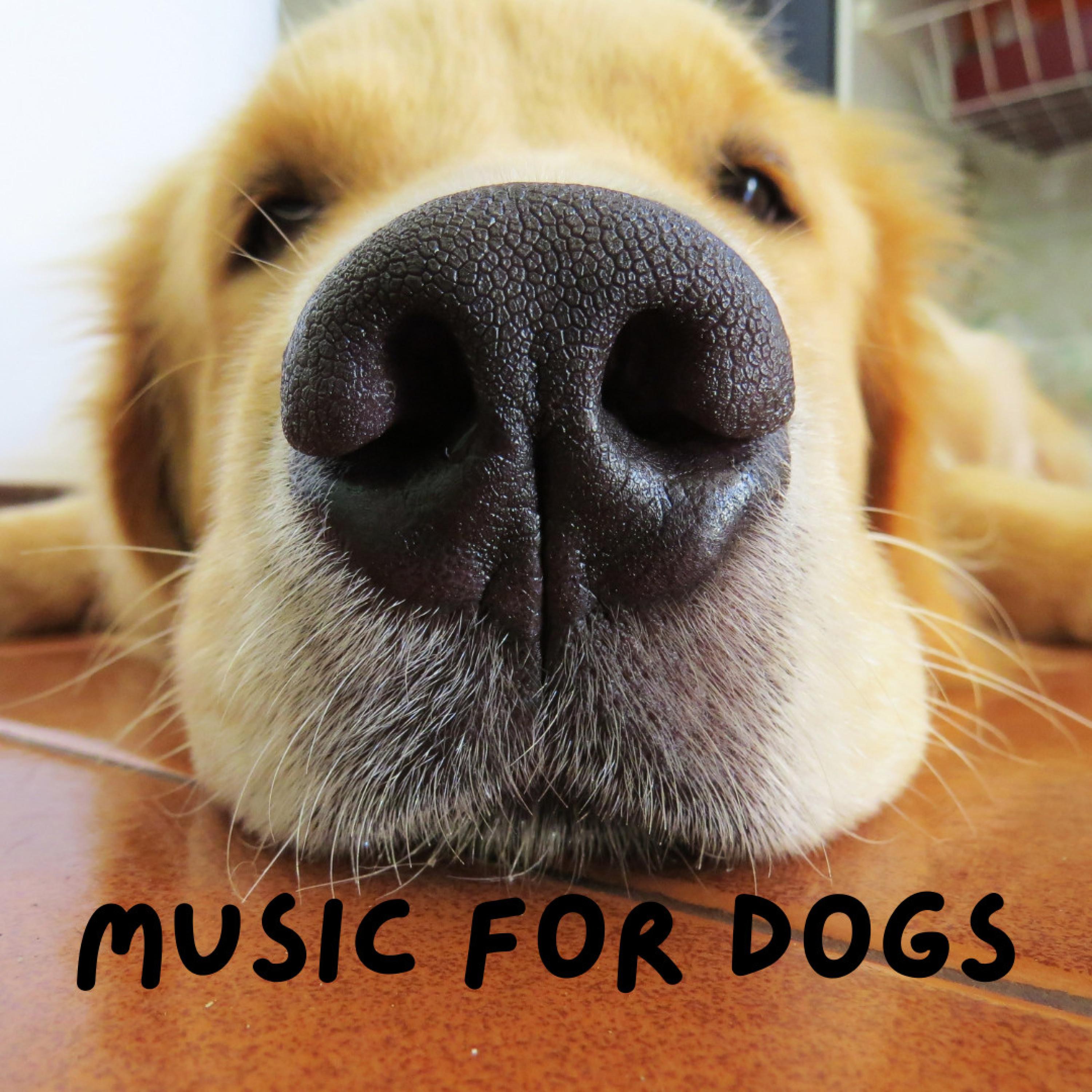 Sleepy Dog - Relaxing Puppy Music/Calm Pets Music Academy/Music For ...