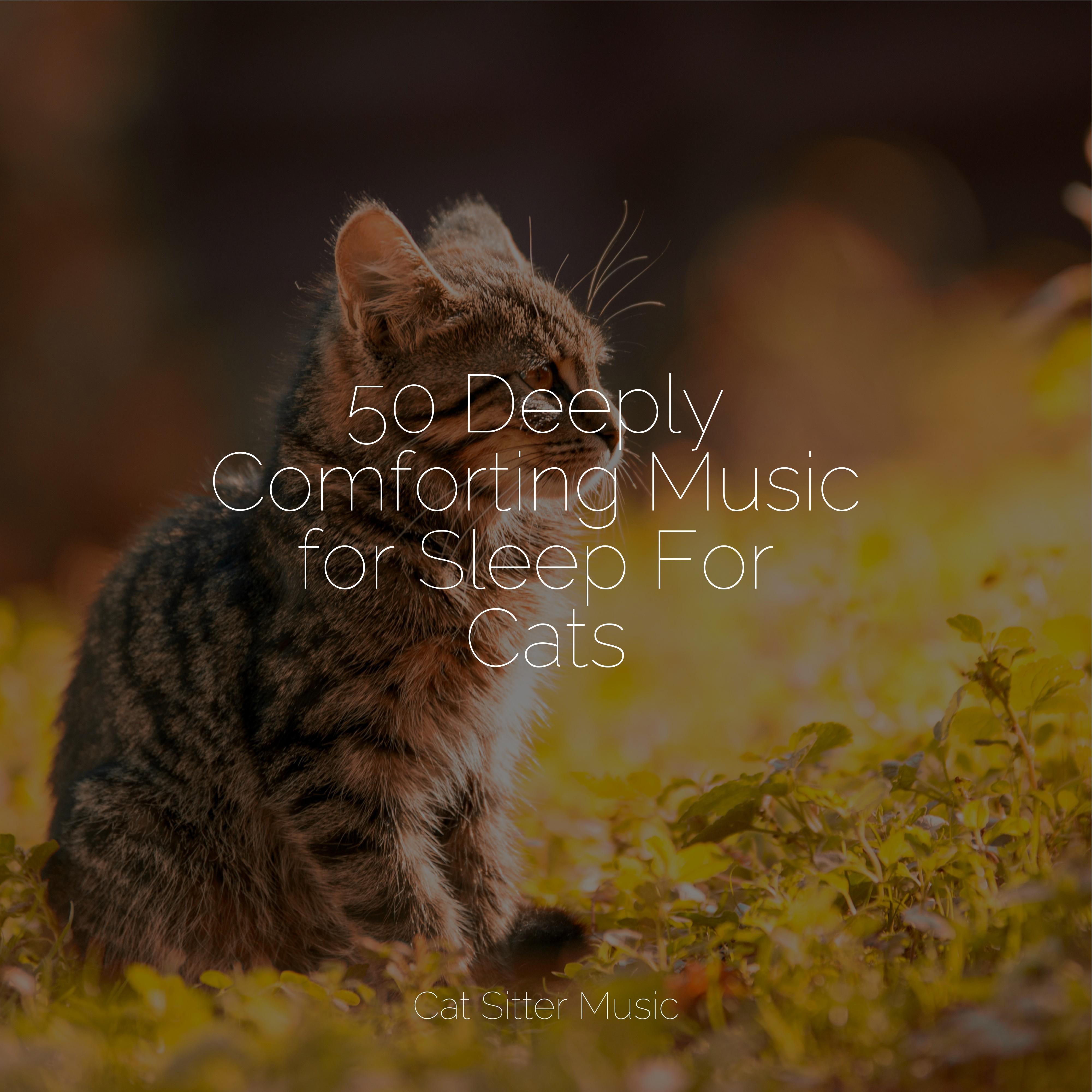 50 Deeply Comforting Music for Sleep For Cats - Jazz Music for Cats ...