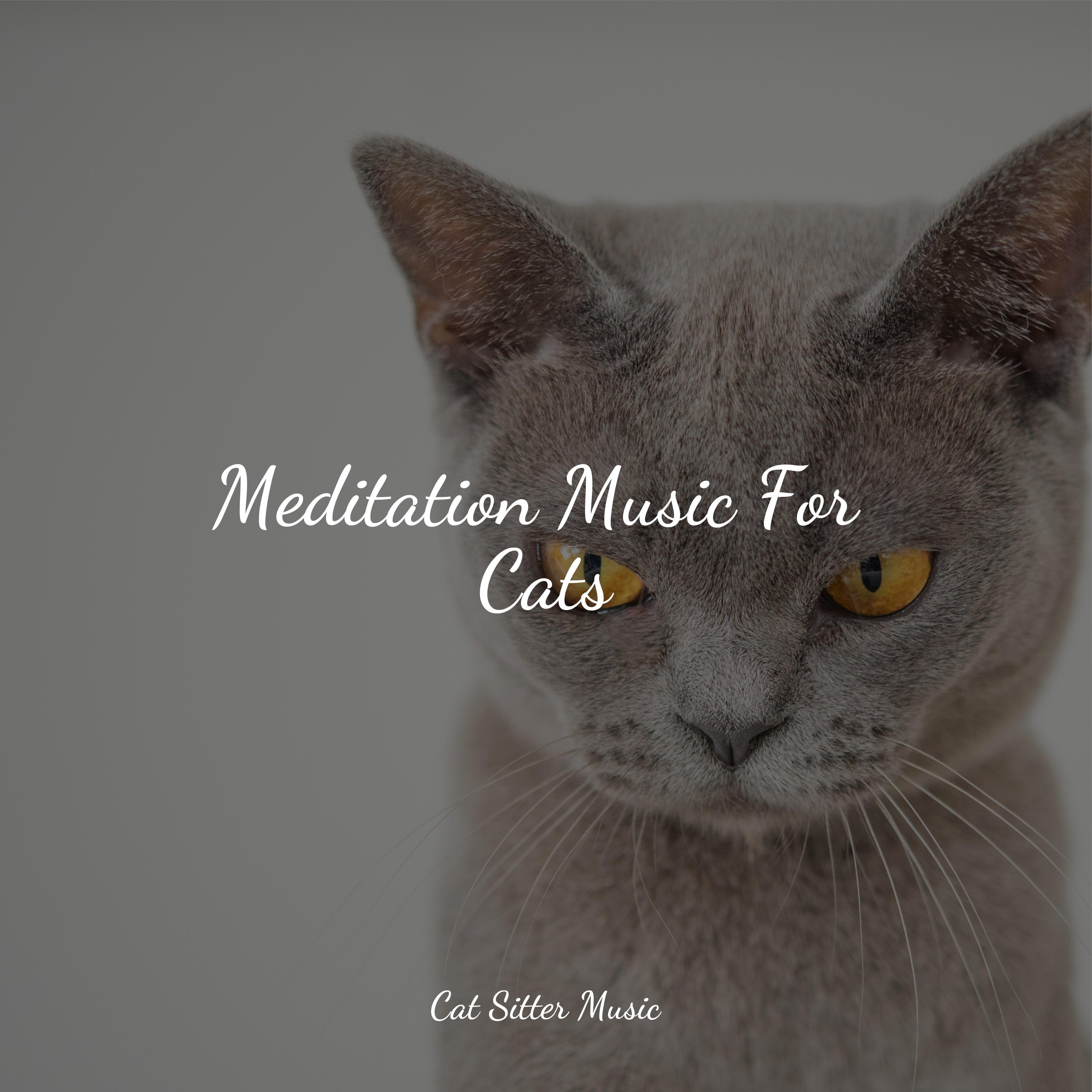 Lazy Morning - Jazz Music for Cats/Music for Cats Project/Music for ...