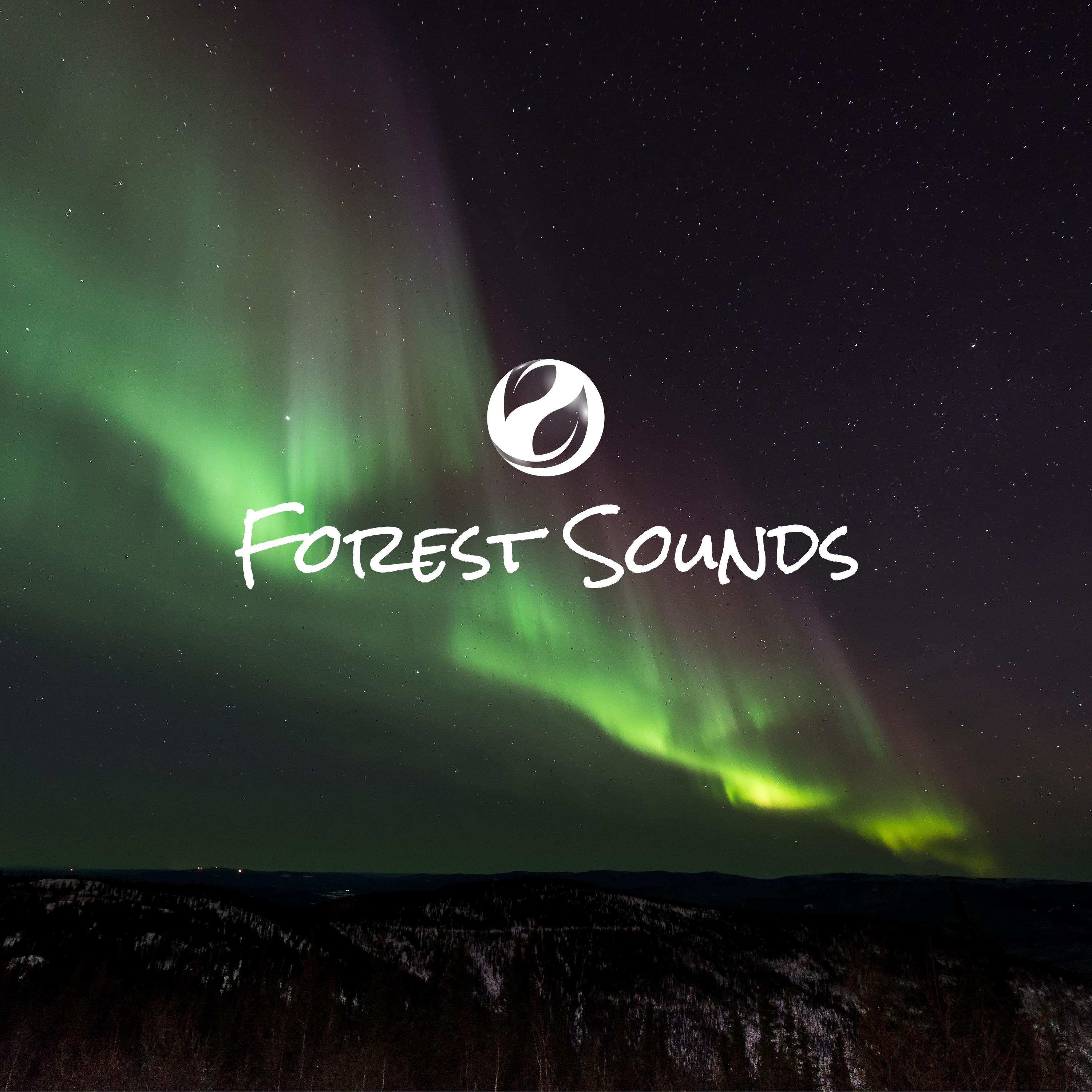 Sounds Of The Forest - Forest Sounds - 专辑 - 网易云音乐