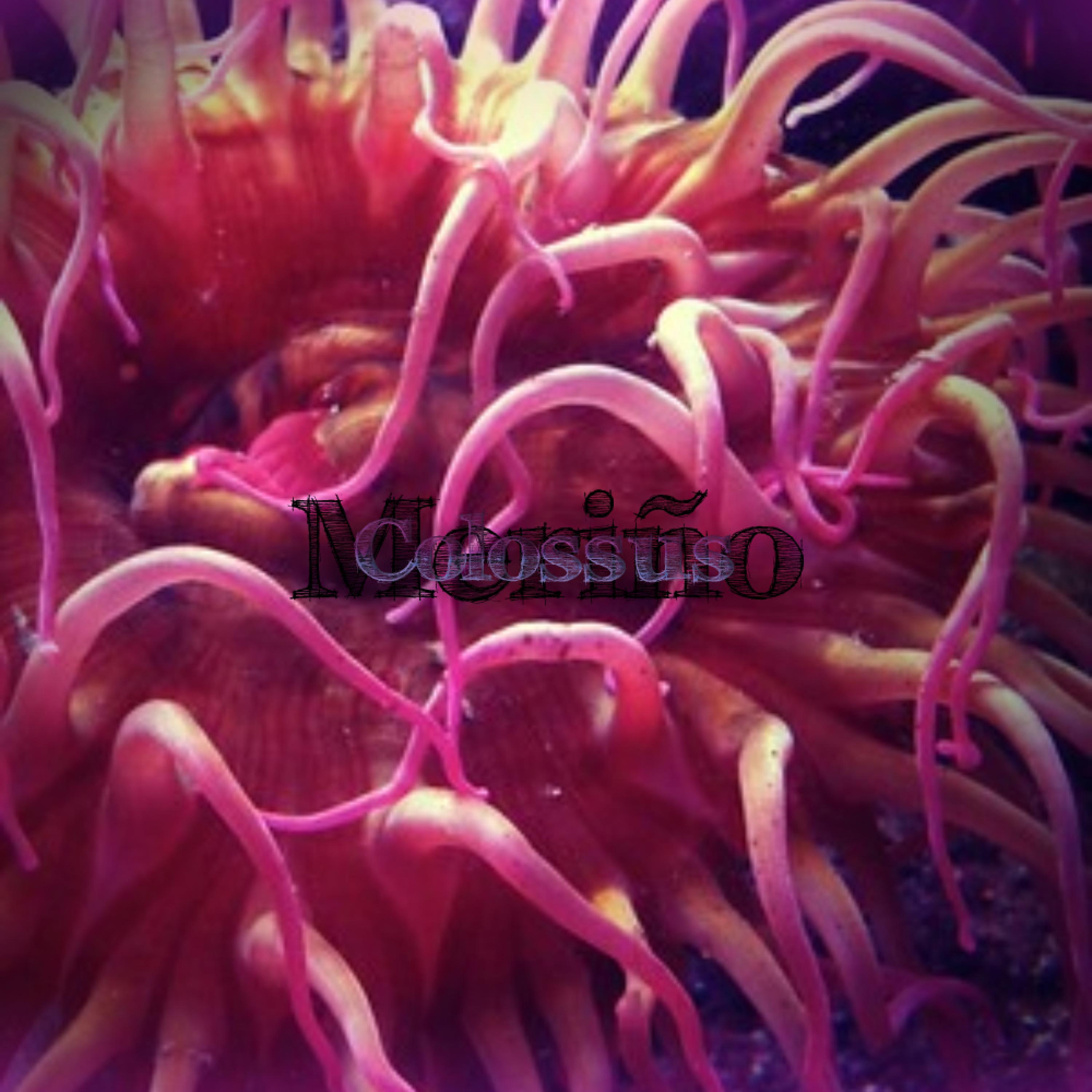 Colossus - Merino - 单曲 - 网易云音乐