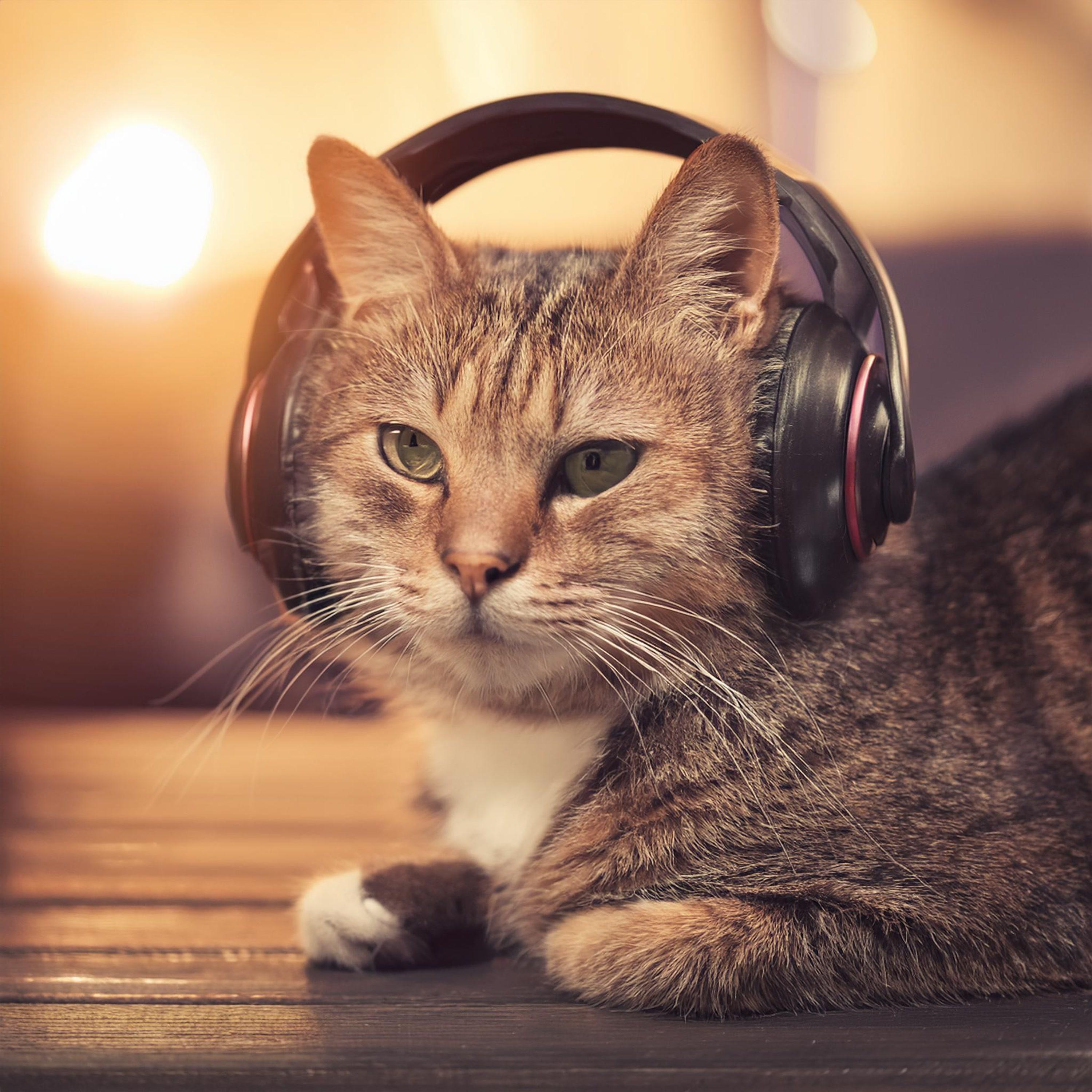 Soothing Cat Sounds - Serenity Music Zone/Cat Peace Music/Music For ...