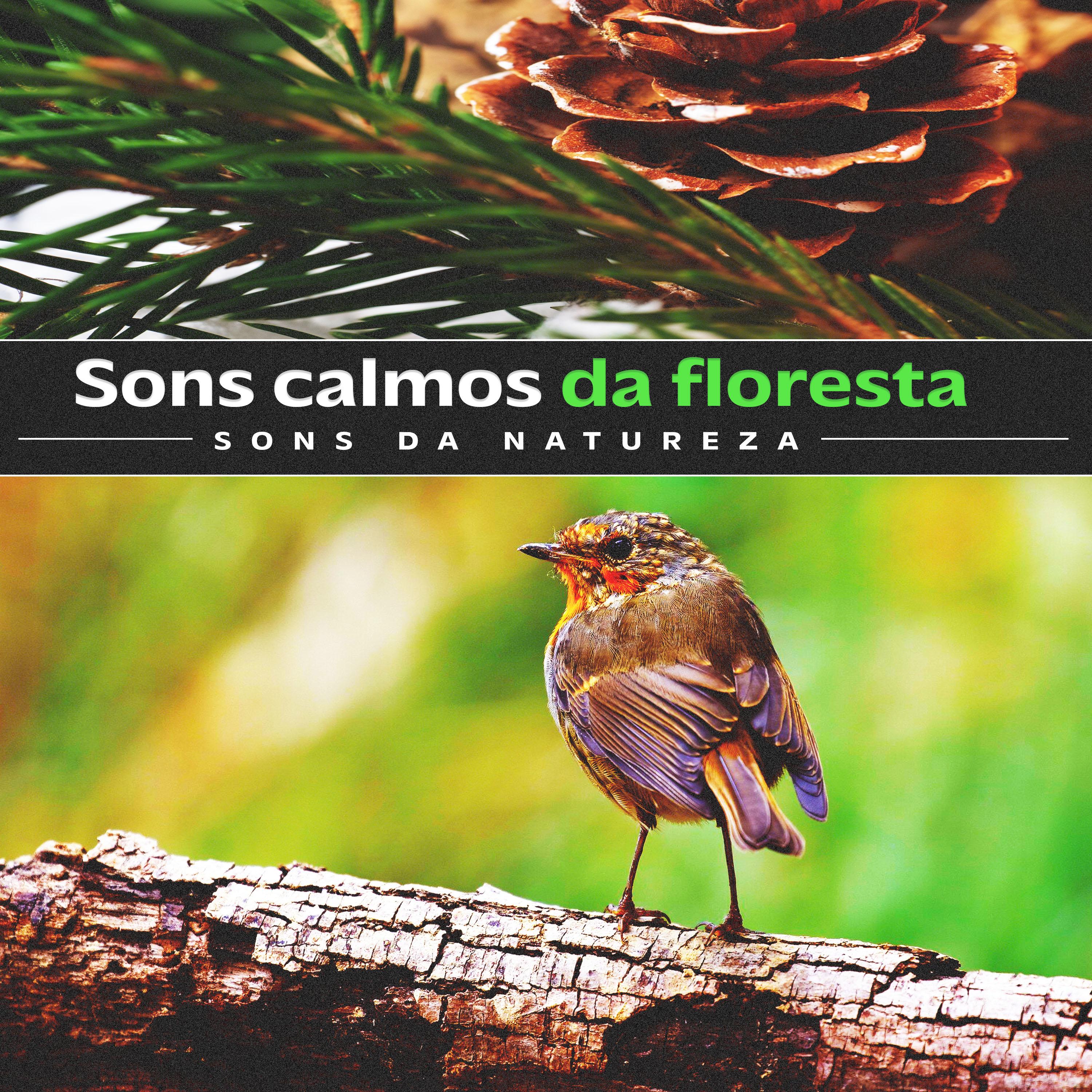 Stream and Bird Song - Sons da Natureza - 单曲 - 网易云音乐