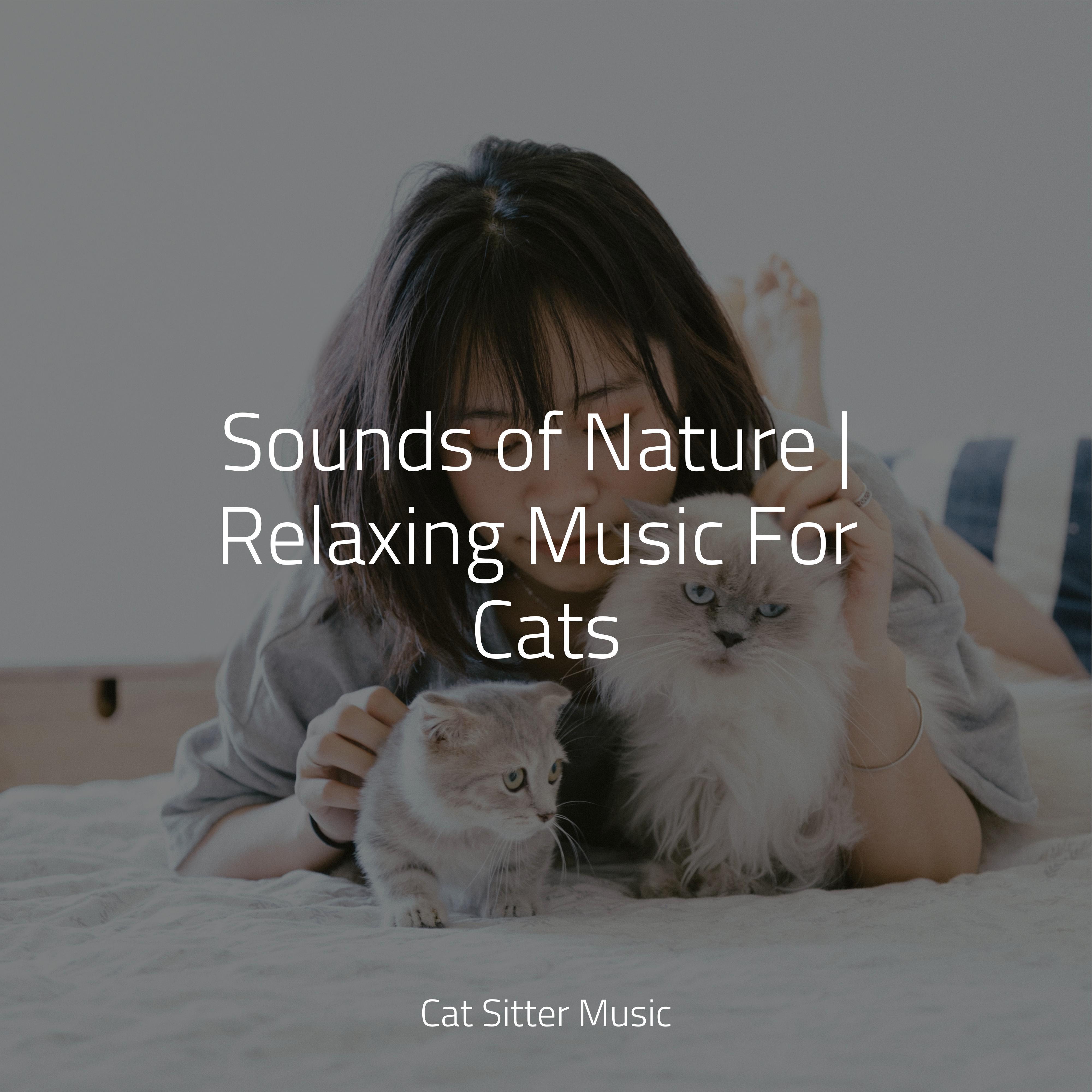 Sandy Shore - Music for Relaxing Cats/Calm Music for Cats/Cat Music ...