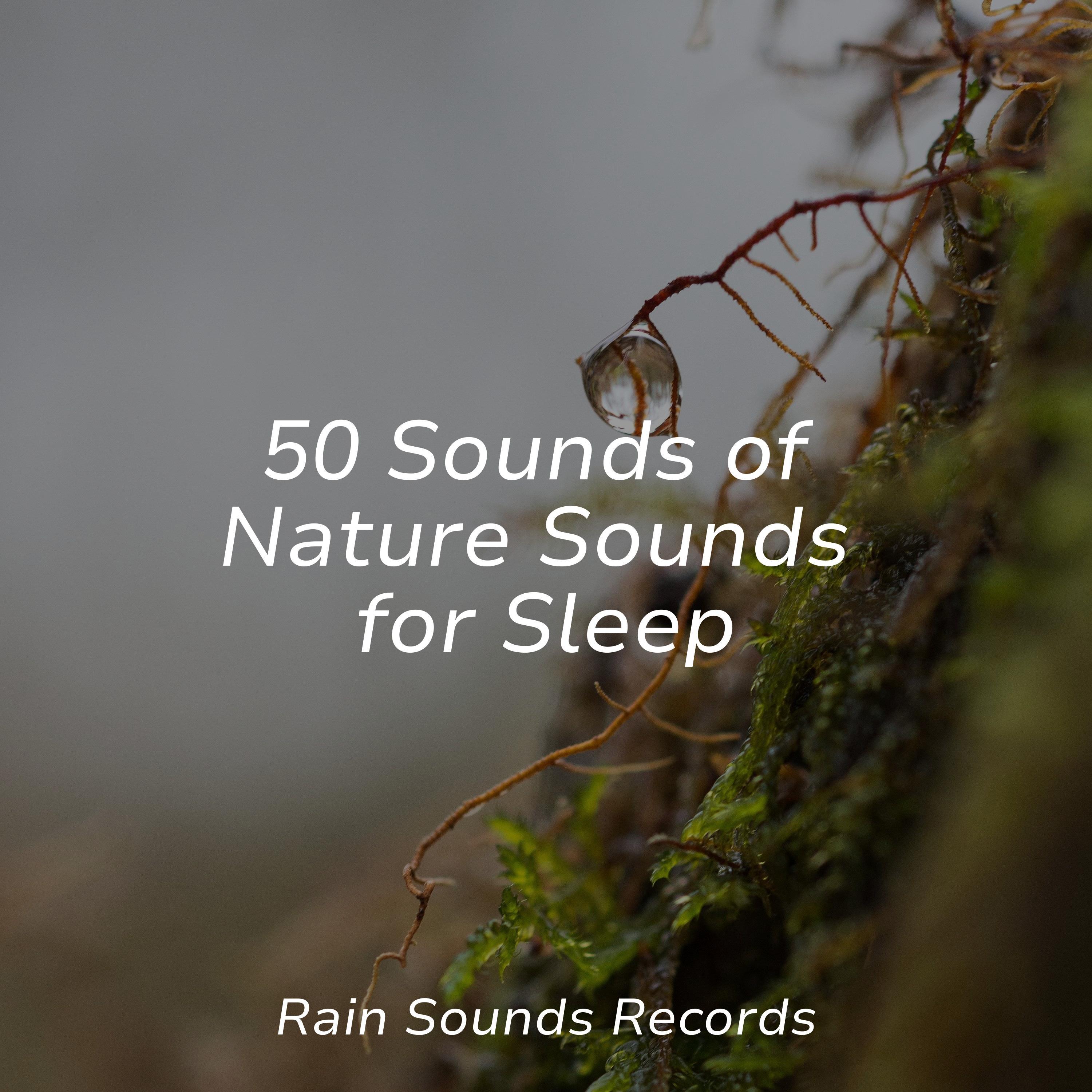 Mystic Canopy Drift - White Noise Therapy/New Age/Pro Sound Effects ...