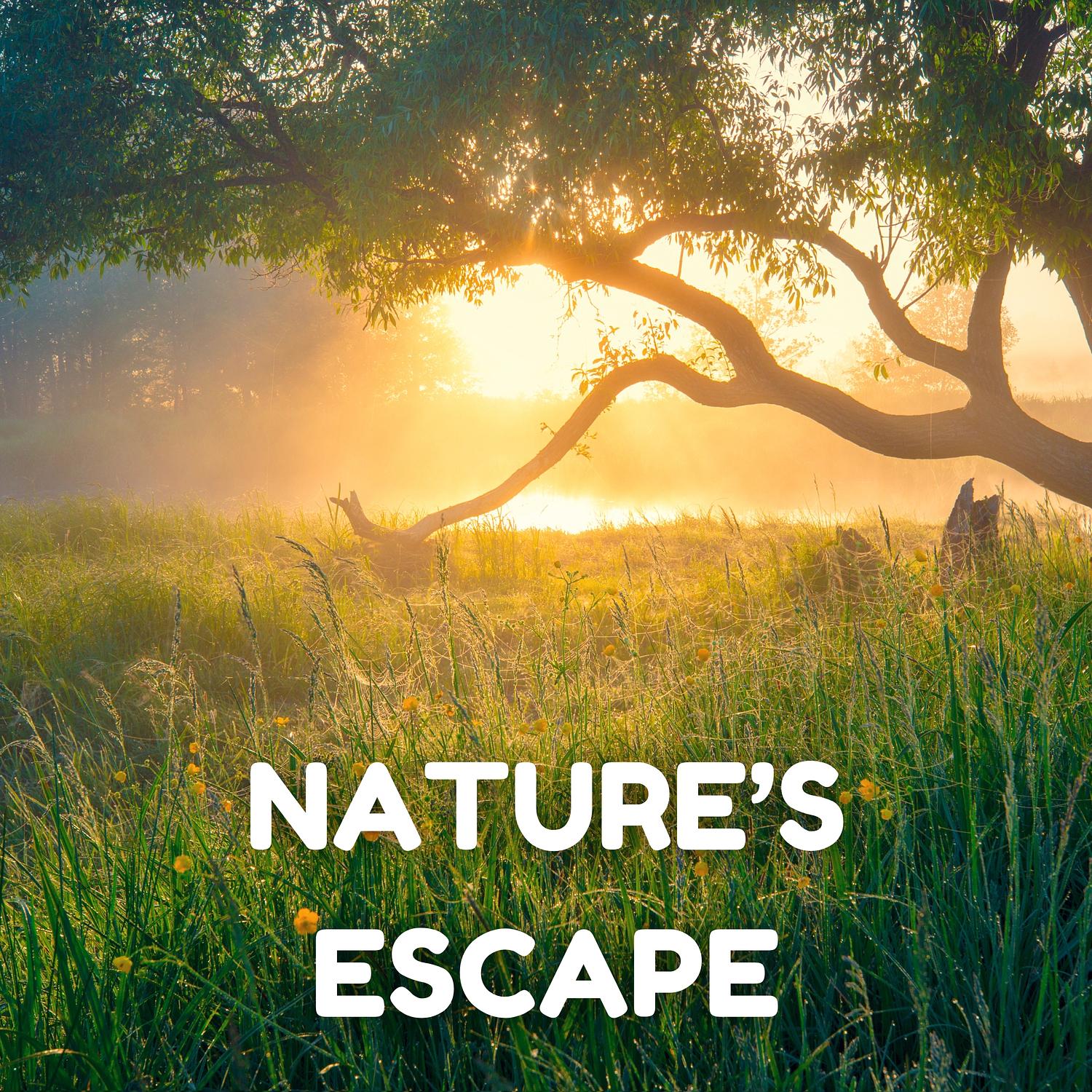 Nature’s Escape - The Peaceful Garden - 专辑 - 网易云音乐