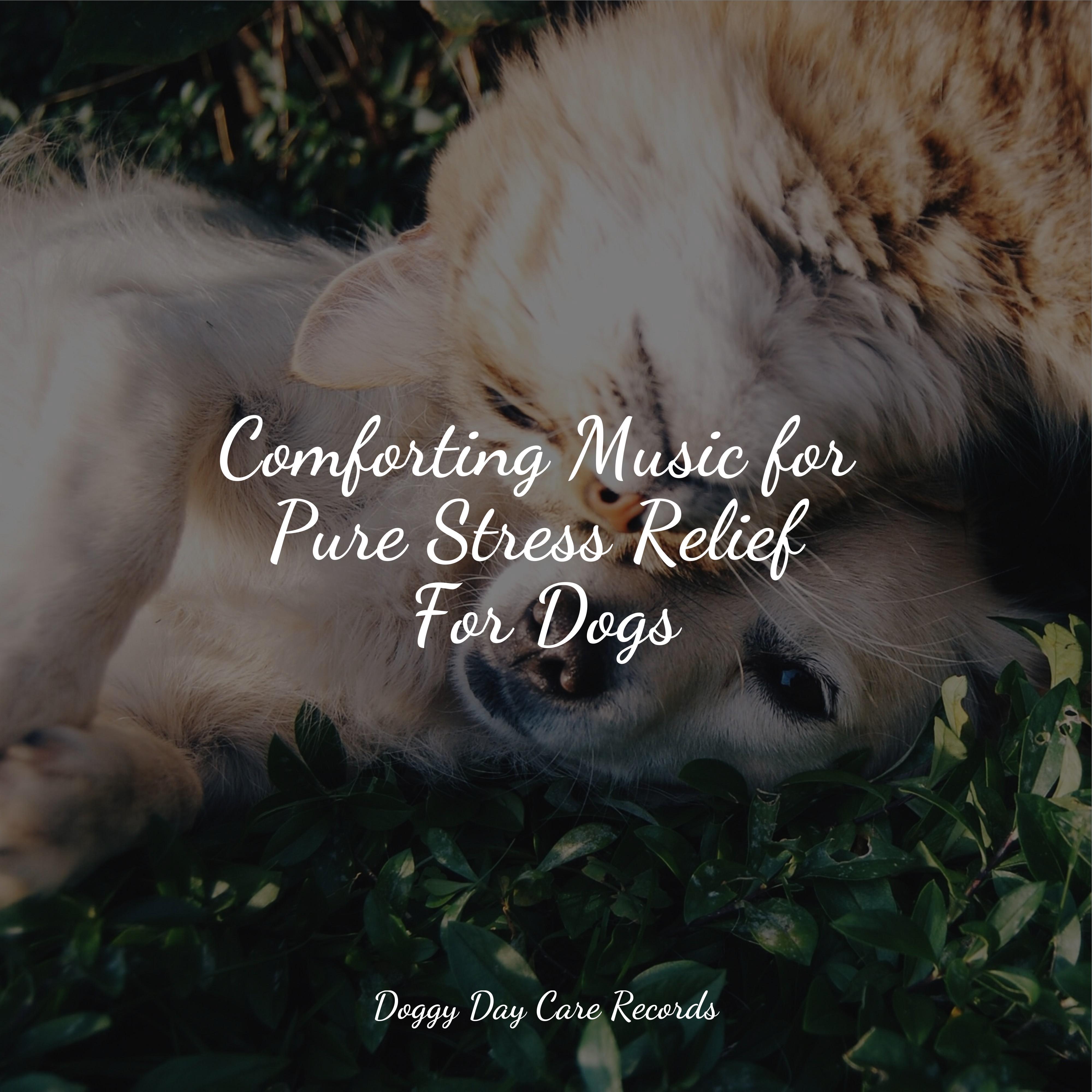Comforting Music for Pure Stress Relief For Dogs - Dog Music - 专辑 - 网易云音乐