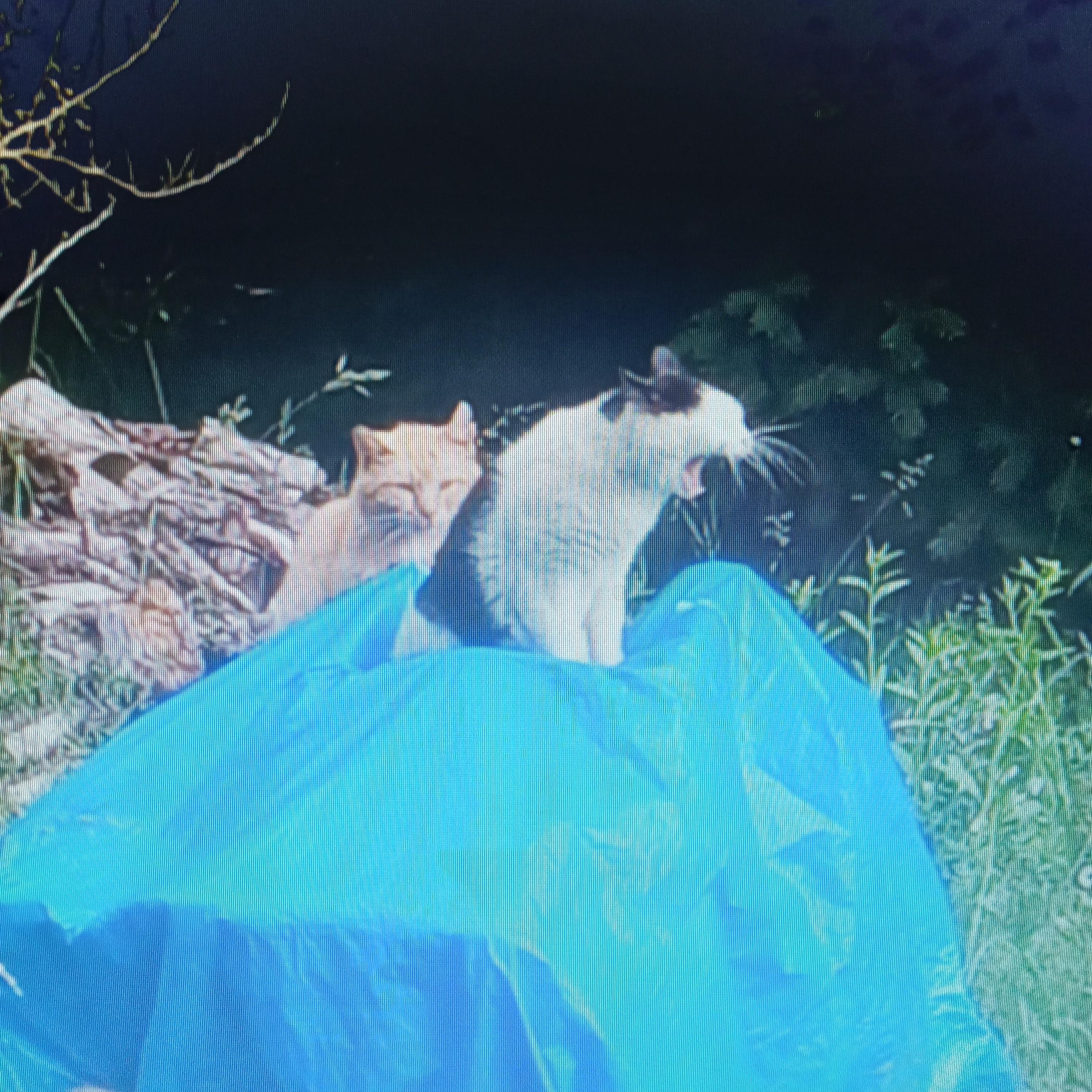 Cattonne - Gold - 专辑 - 网易云音乐