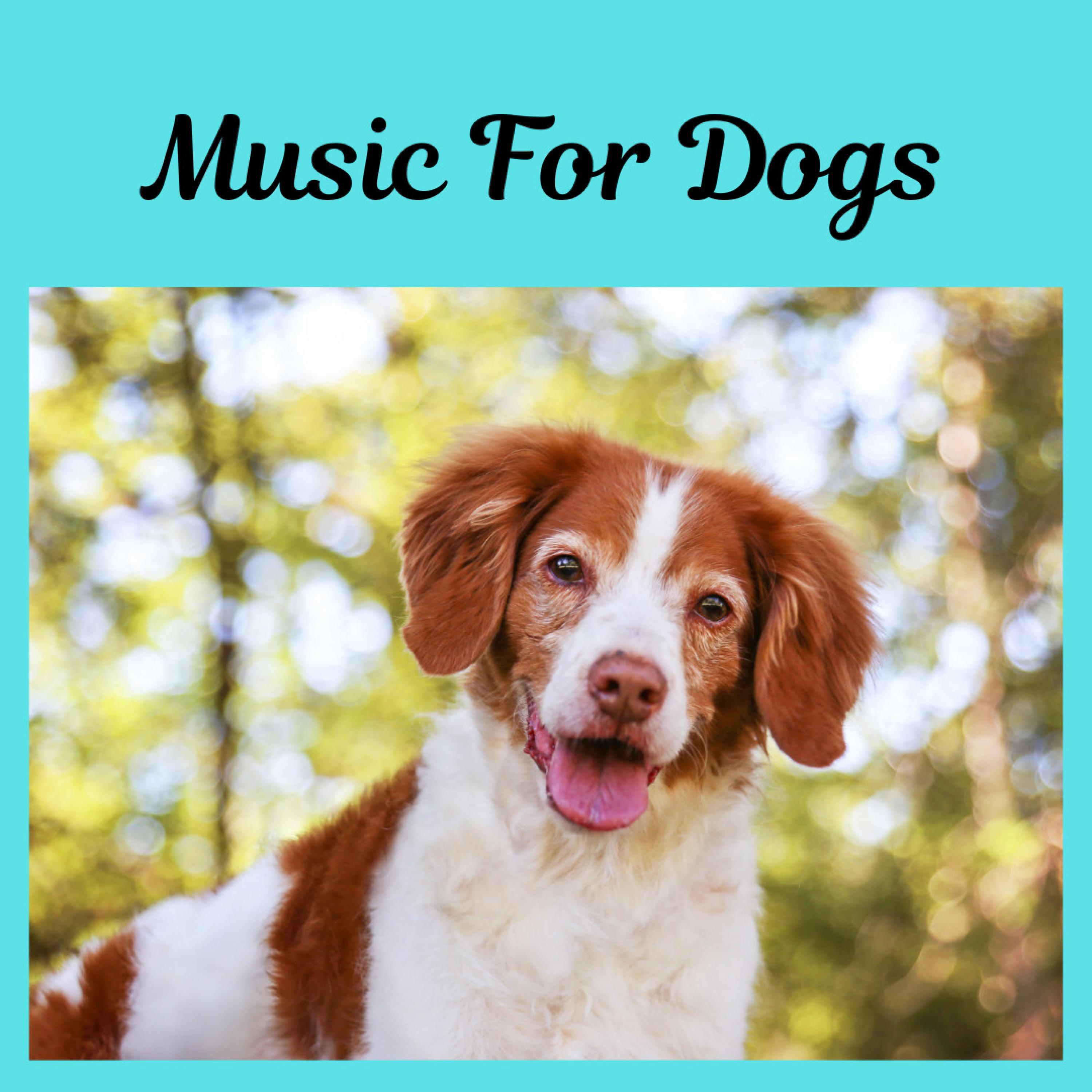 Stress Free Zone - Music For Dogs/Music For Dogs Peace/Relaxing Puppy ...