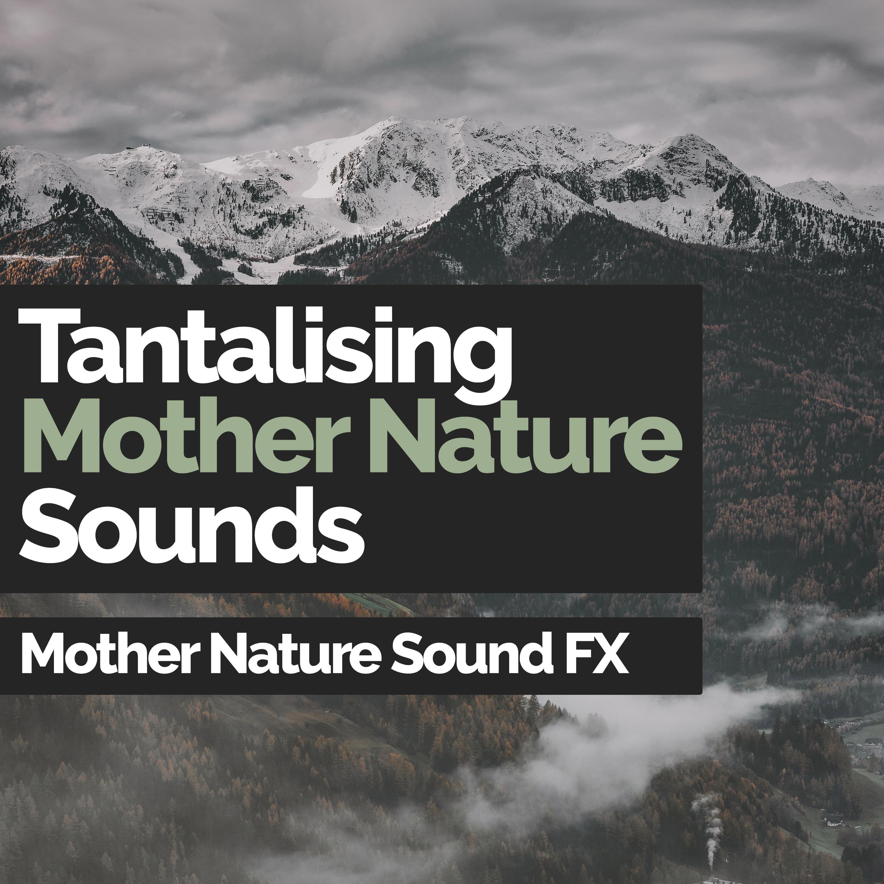 Chirps and Waves - Mother Nature Sound FX - 单曲 - 网易云音乐