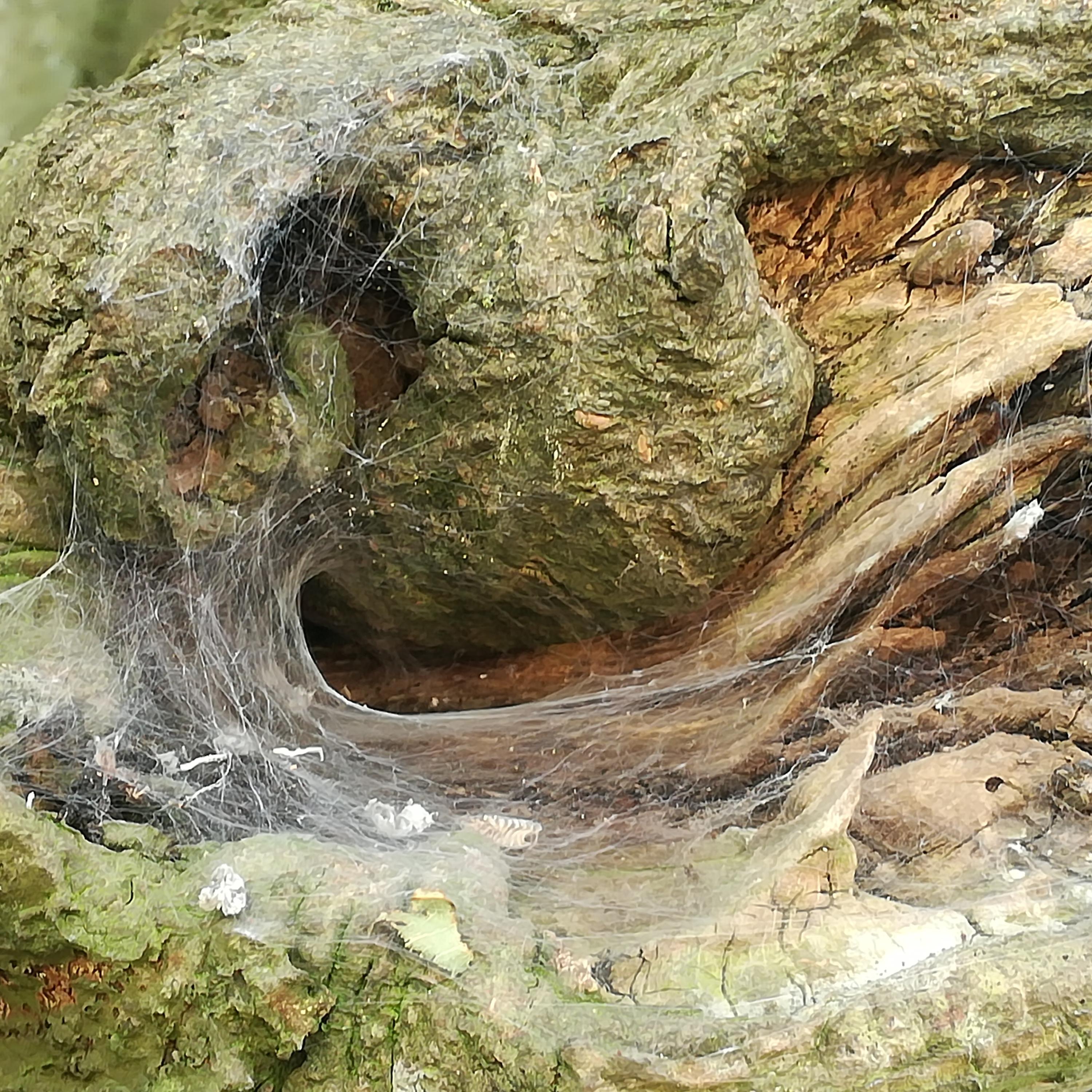 I - Cheyne Stokes - 单曲 - 网易云音乐