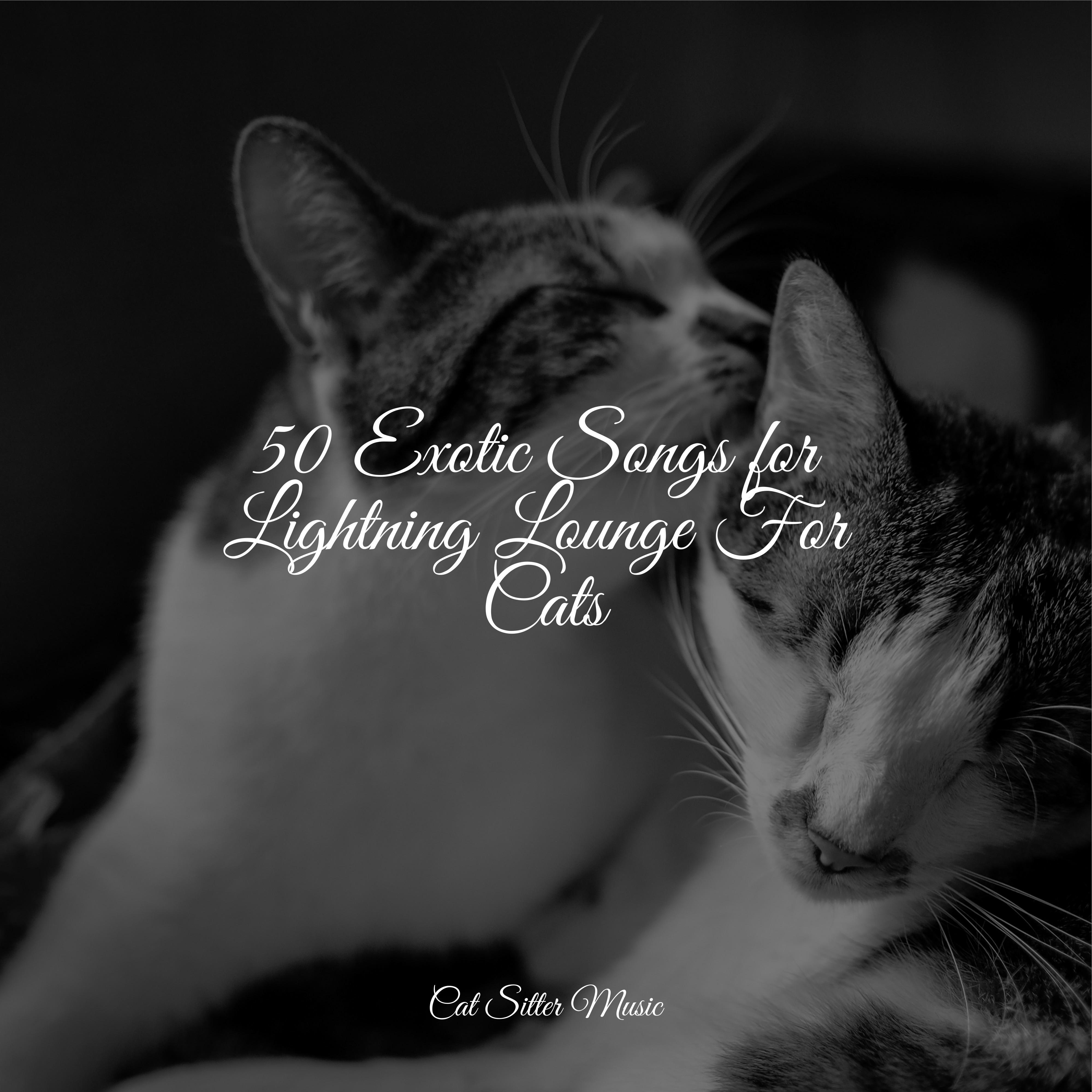 50 Exotic Songs for Lightning Lounge For Cats - Cat Music - 专辑 - 网易云音乐