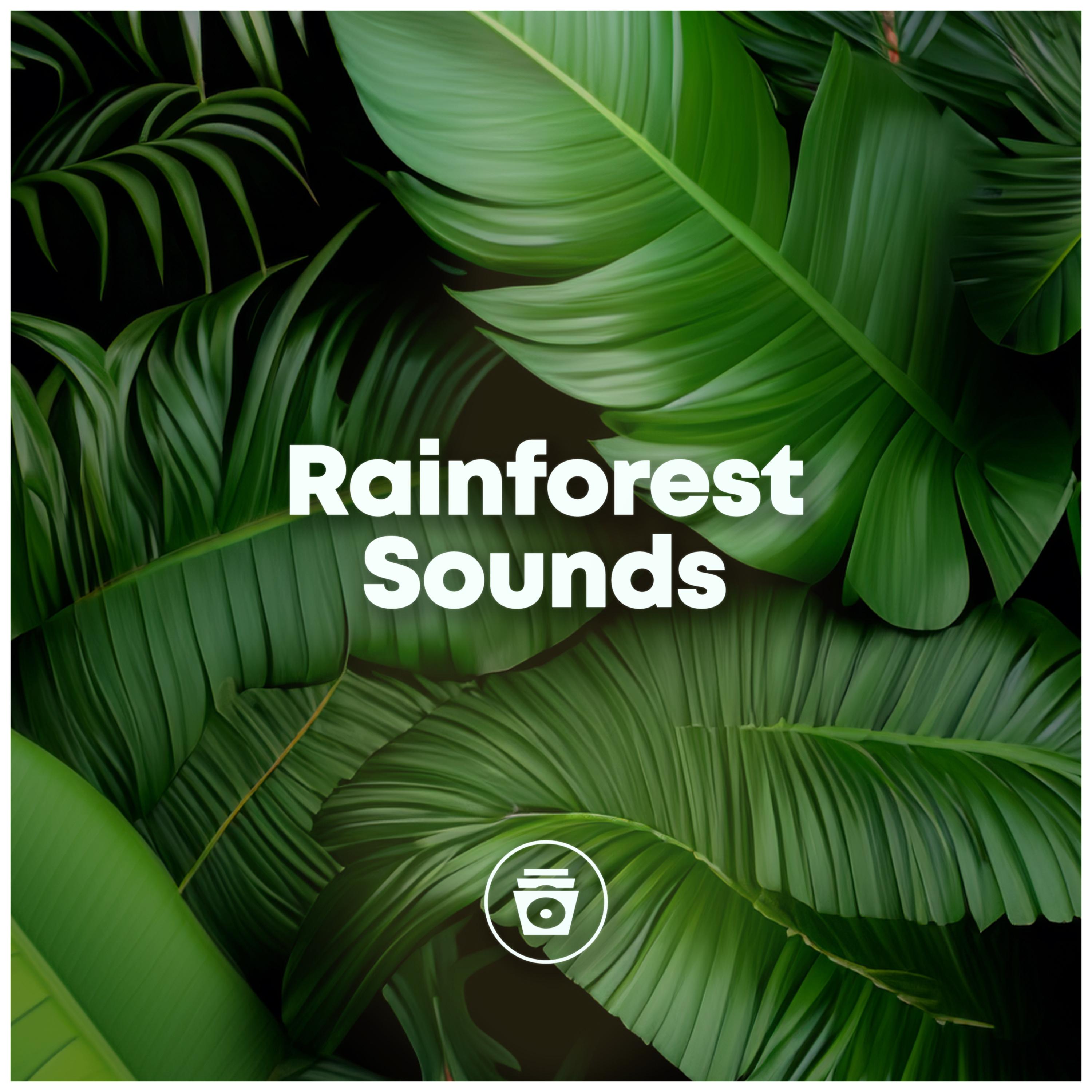 Rainforest Sounds - Jungle Sounds - 单曲 - 网易云音乐