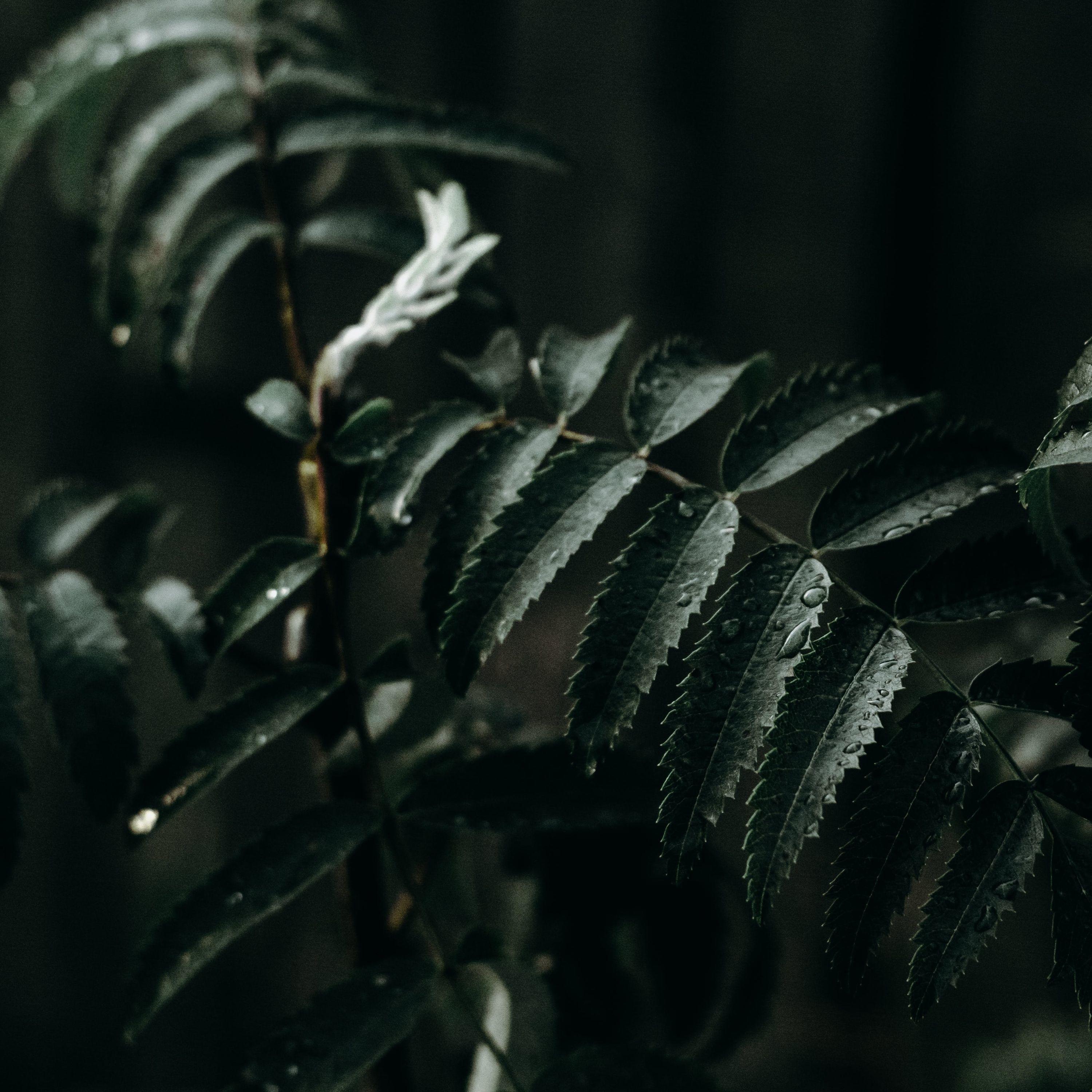 Soft Sounds - Relaxing Nature Sounds Collection/Nature Sounds for ...