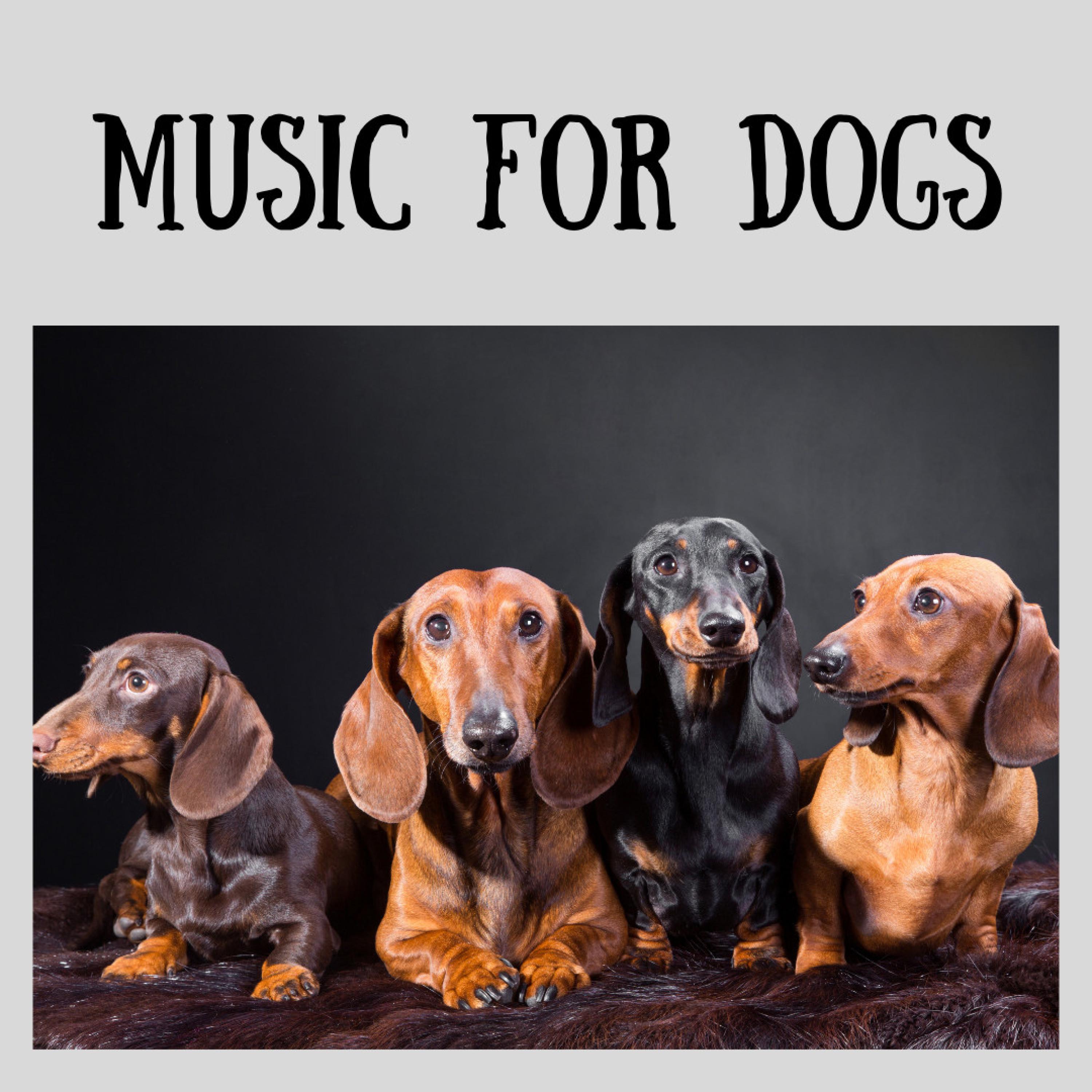 Joyful Sleep - Music For Dogs/Music For Dogs Peace/Relaxing Puppy Music ...
