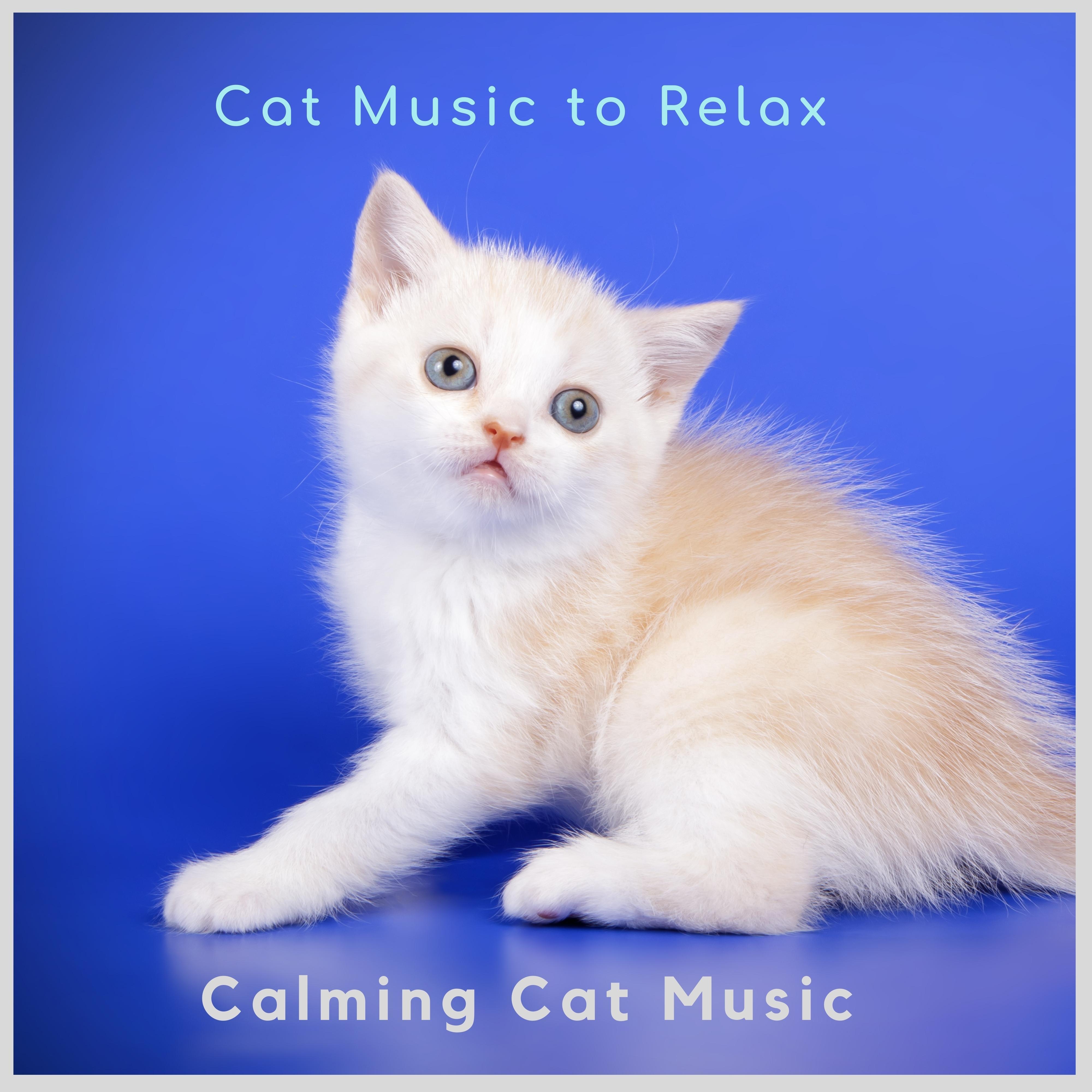 Kitten Music - Calming Cat Music - 单曲 - 网易云音乐