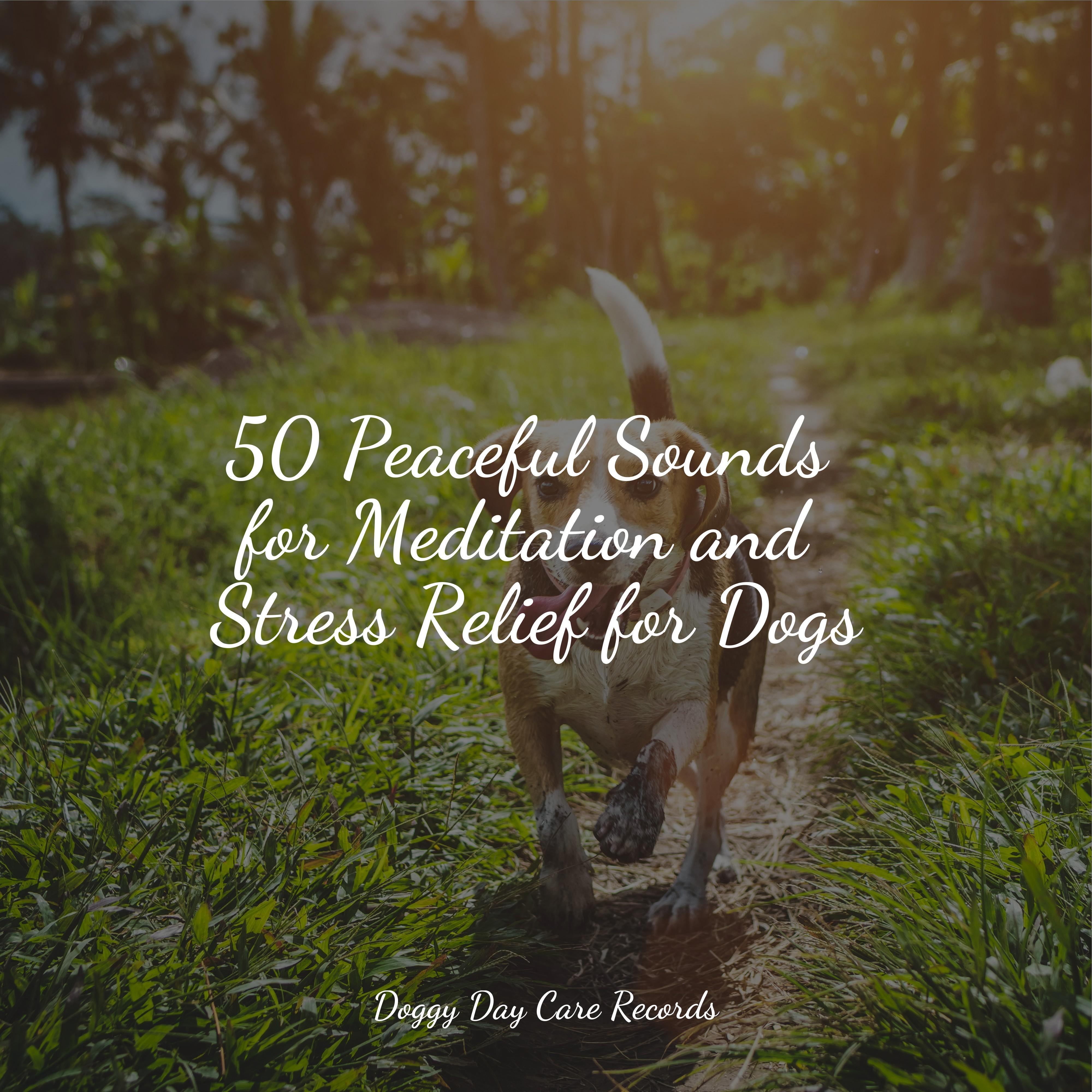 50 Peaceful Sounds for Meditation and Stress Relief for Dogs - Dog ...