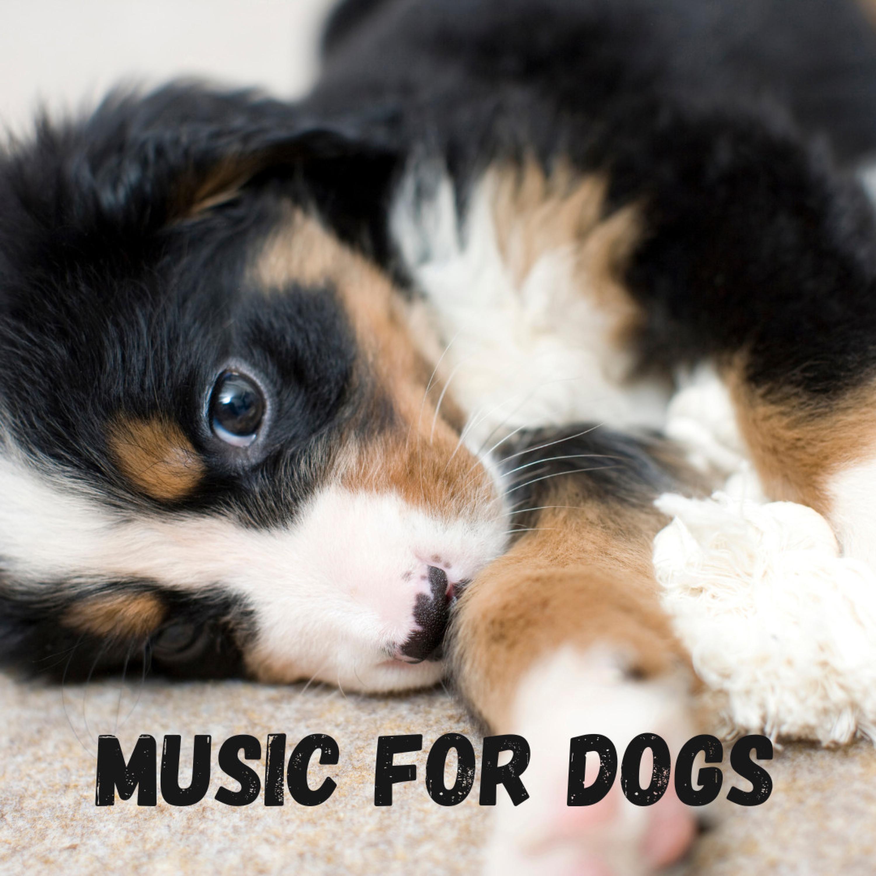 Ambient Therapy - Music For Dogs Peace/Music For Dogs/Calm Pets Music ...